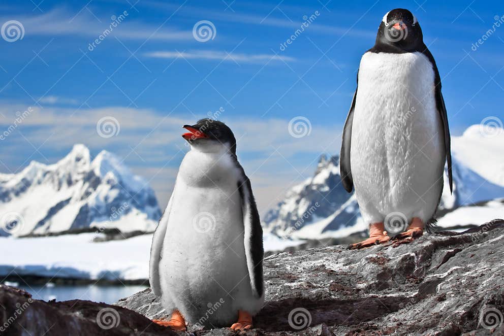 Two penguins resting stock image. Image of mouth, penguin - 17127545