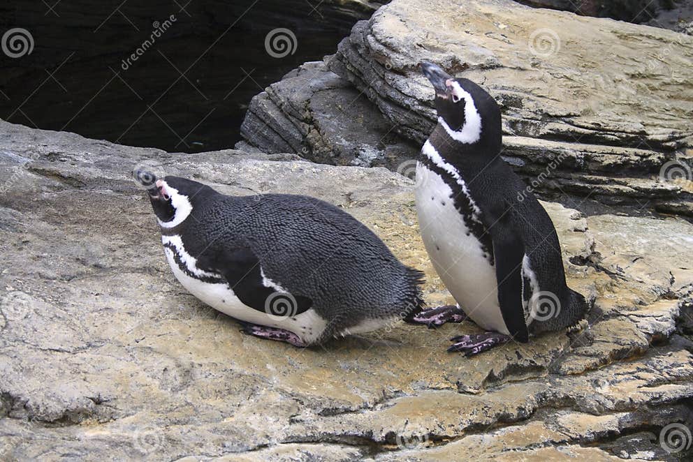 Two penguins stock photo. Image of gentoo, arguing, nature - 50259454