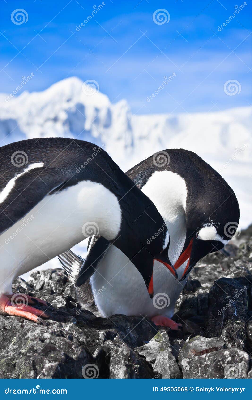 Two penguins stock photo. Image of simplicity, pair, looking - 49505068