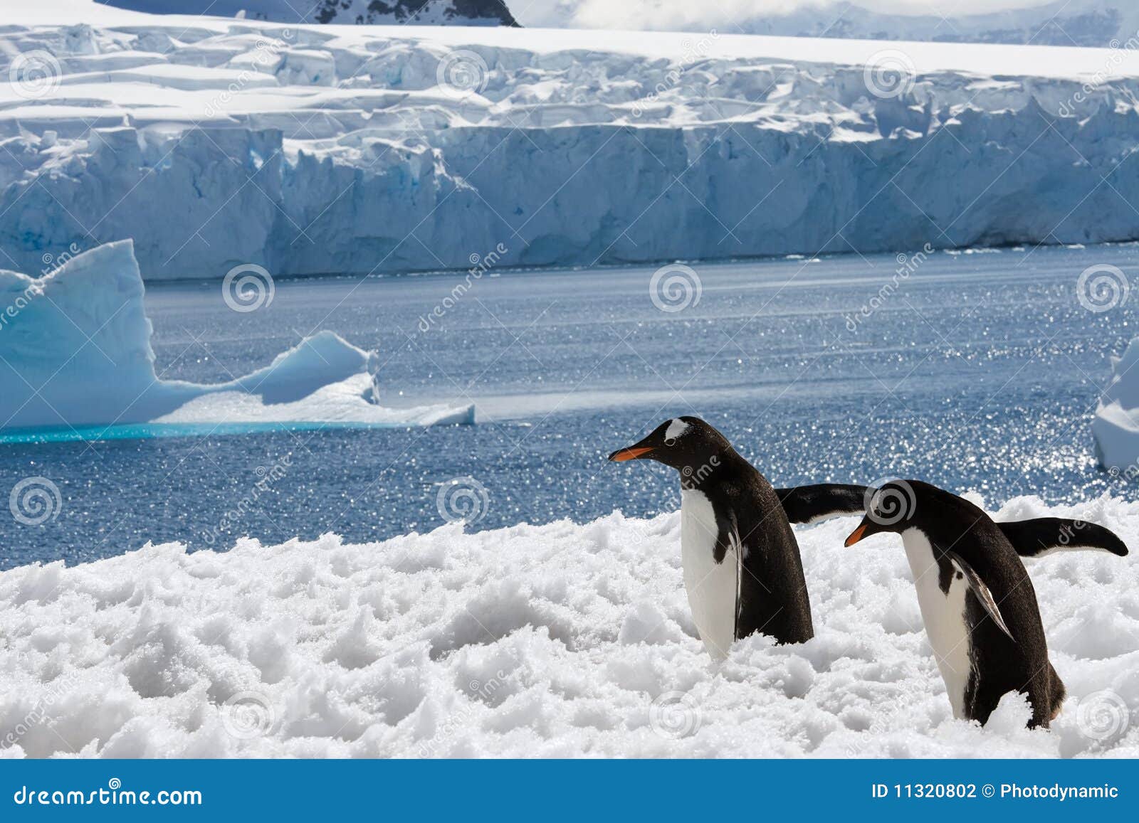 Two penguins in snow stock photo. Image of antarctica - 11320802