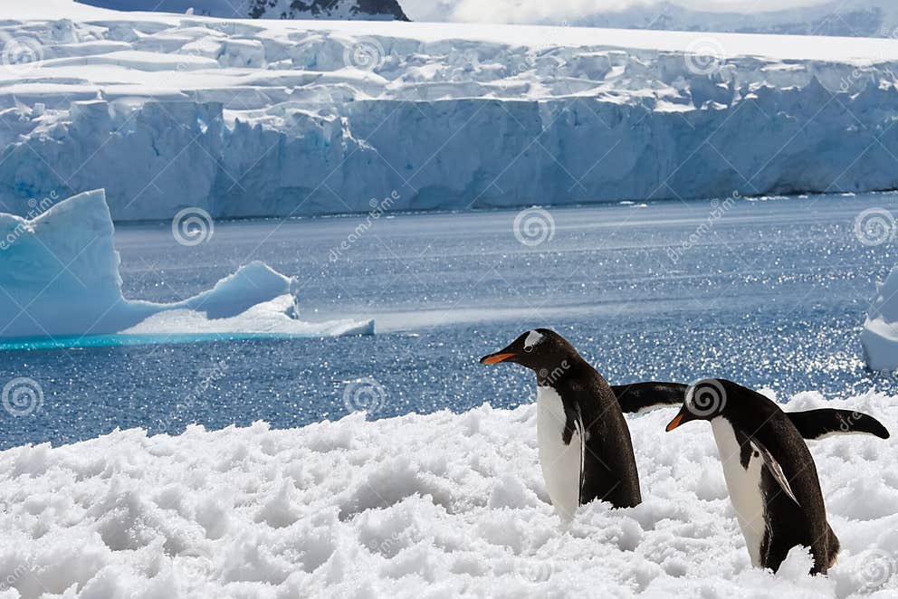 Two penguins in snow stock photo. Image of antarctica - 11320802