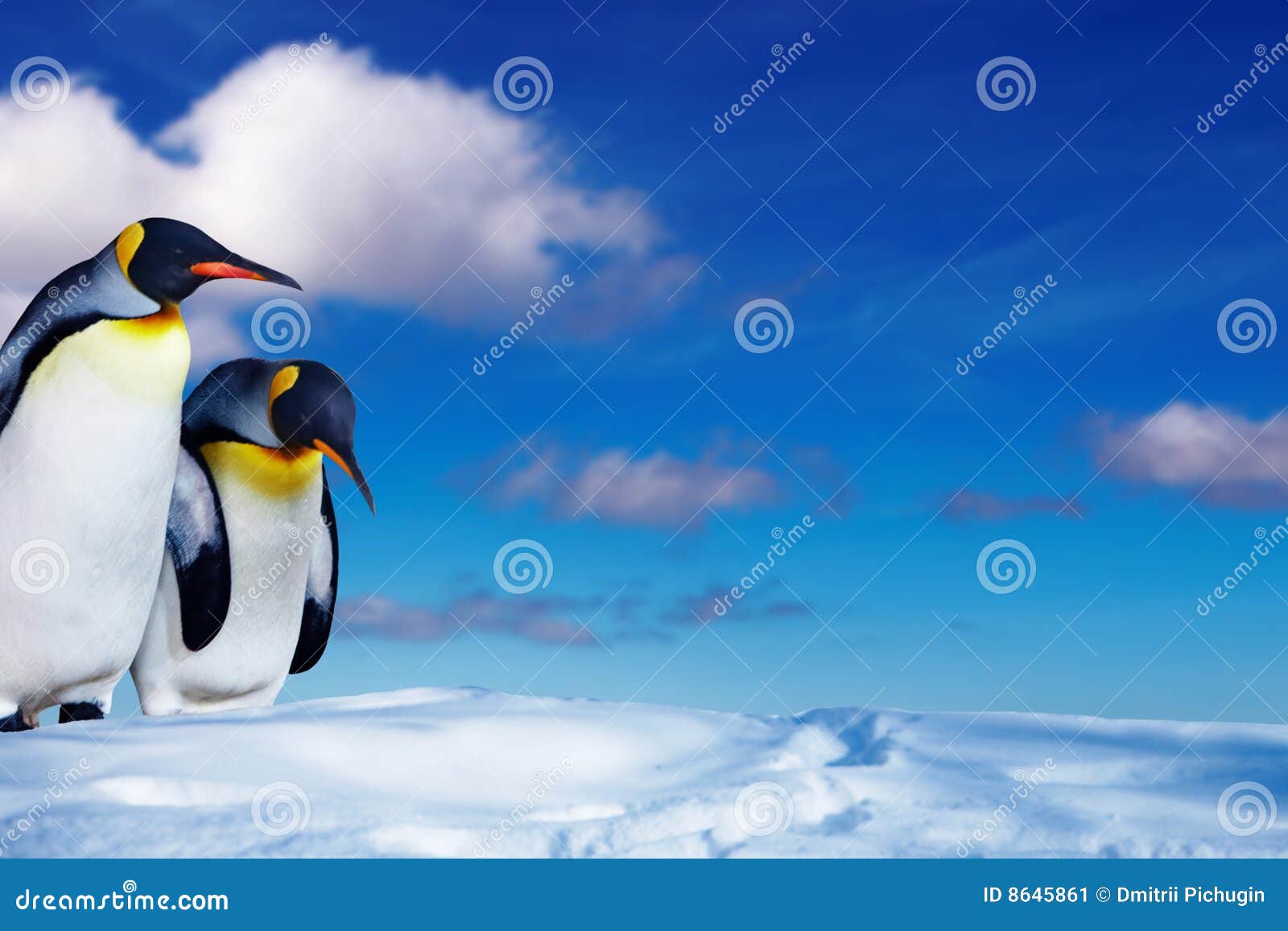 Two penguins in the snow stock image. Image of antarctic - 8645861