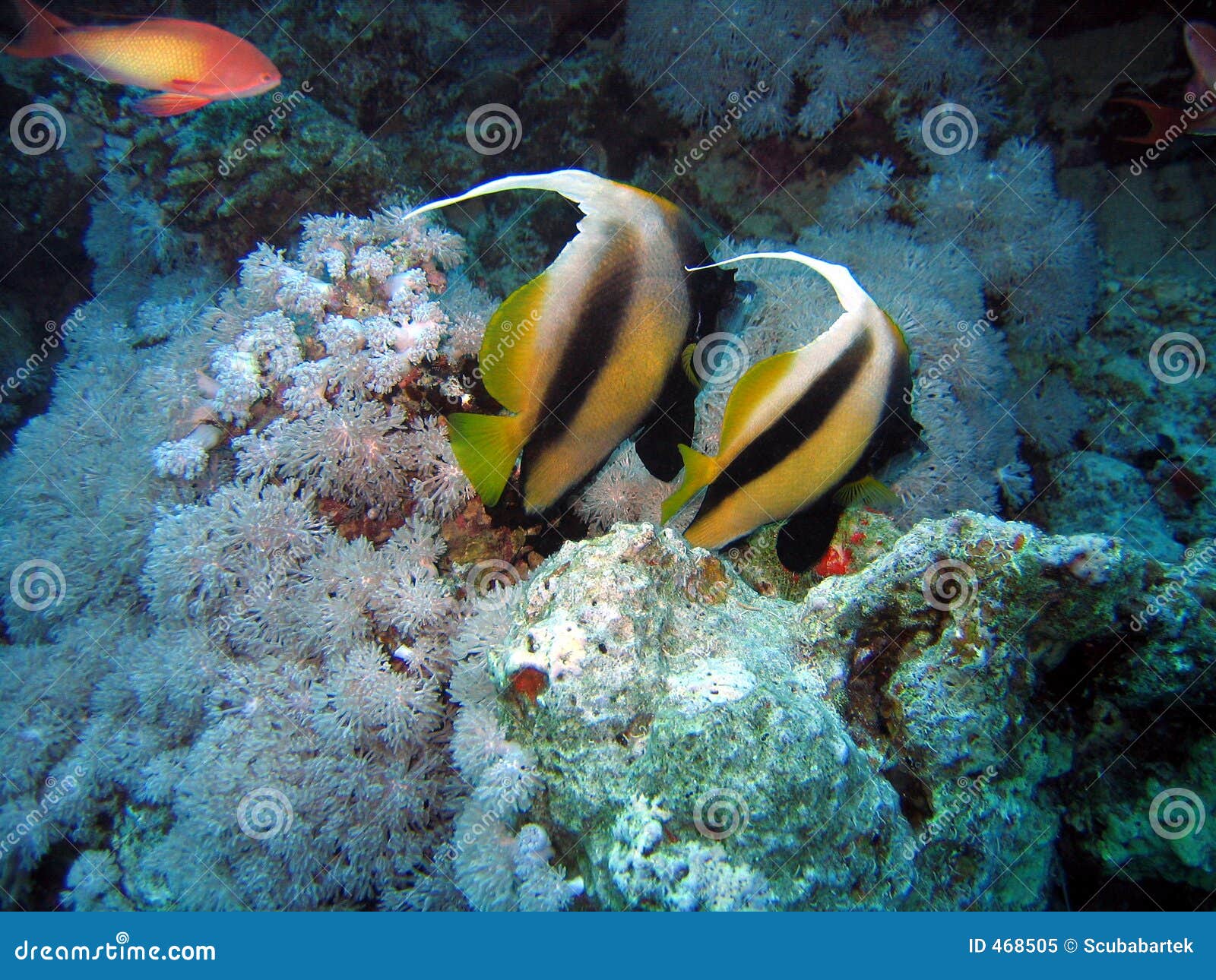 Two pennant fish stock image. Image of colorful, reef, sport - 468505