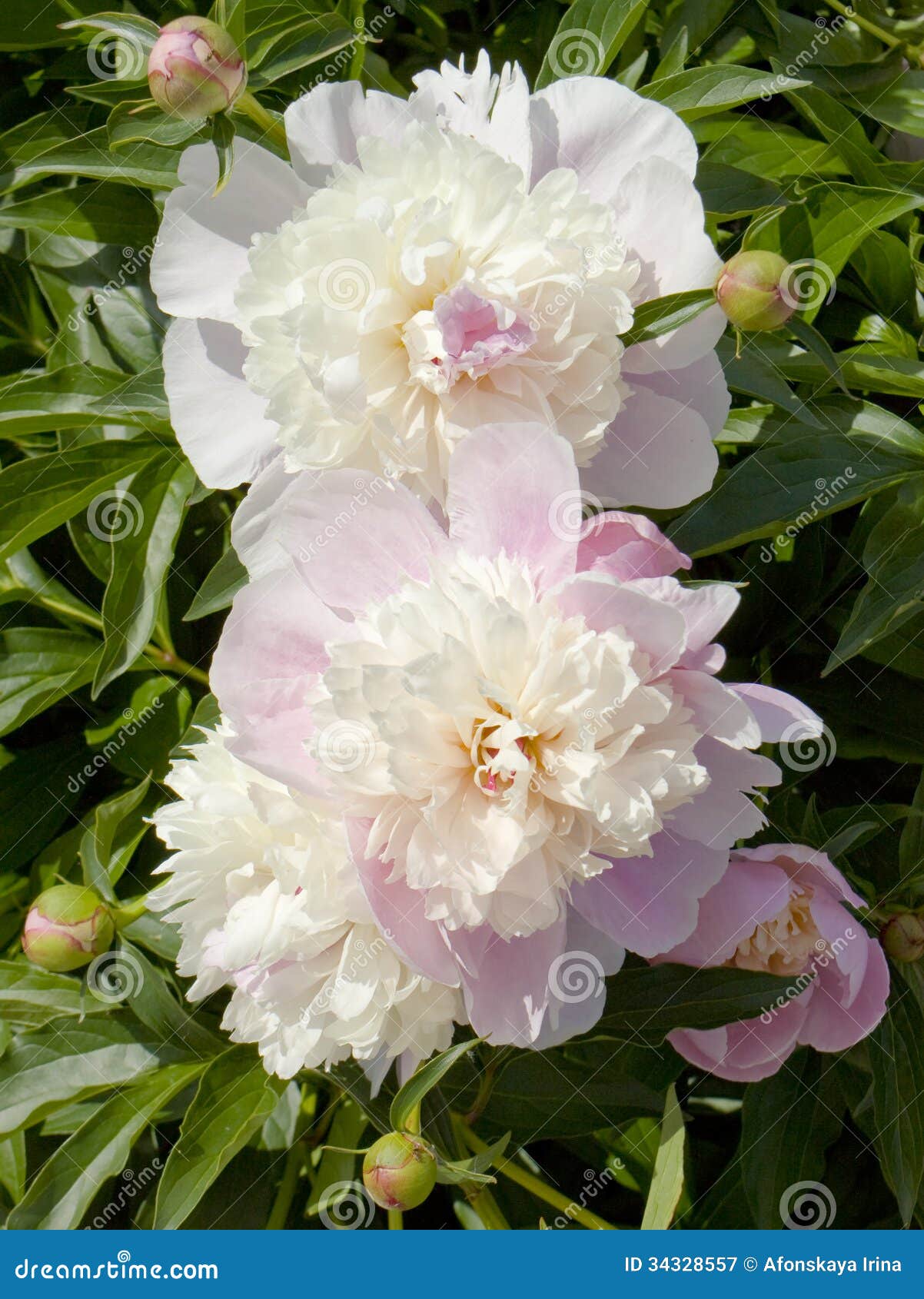 Two peonies stock image. Image of plant, flora, peony - 34328557