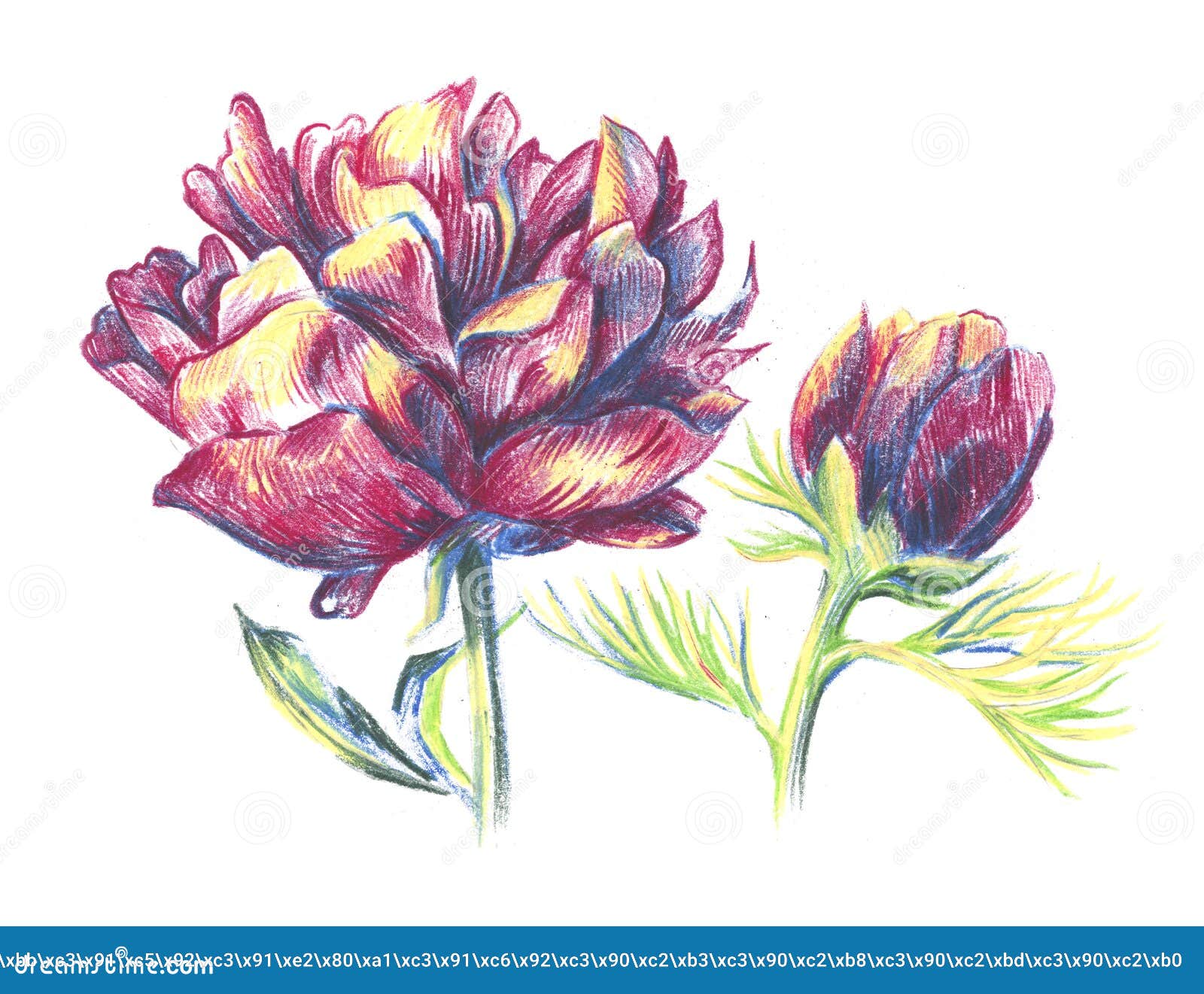 Elements for Wedding Design. Two Red Peonies. Stock Illustration ...