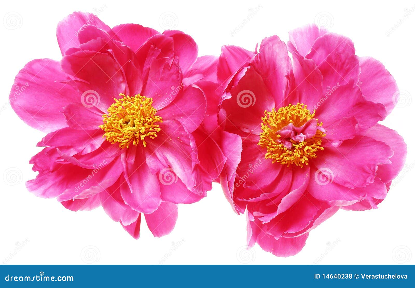 Two peony flowers stock photo. Image of macro, nature - 14640238