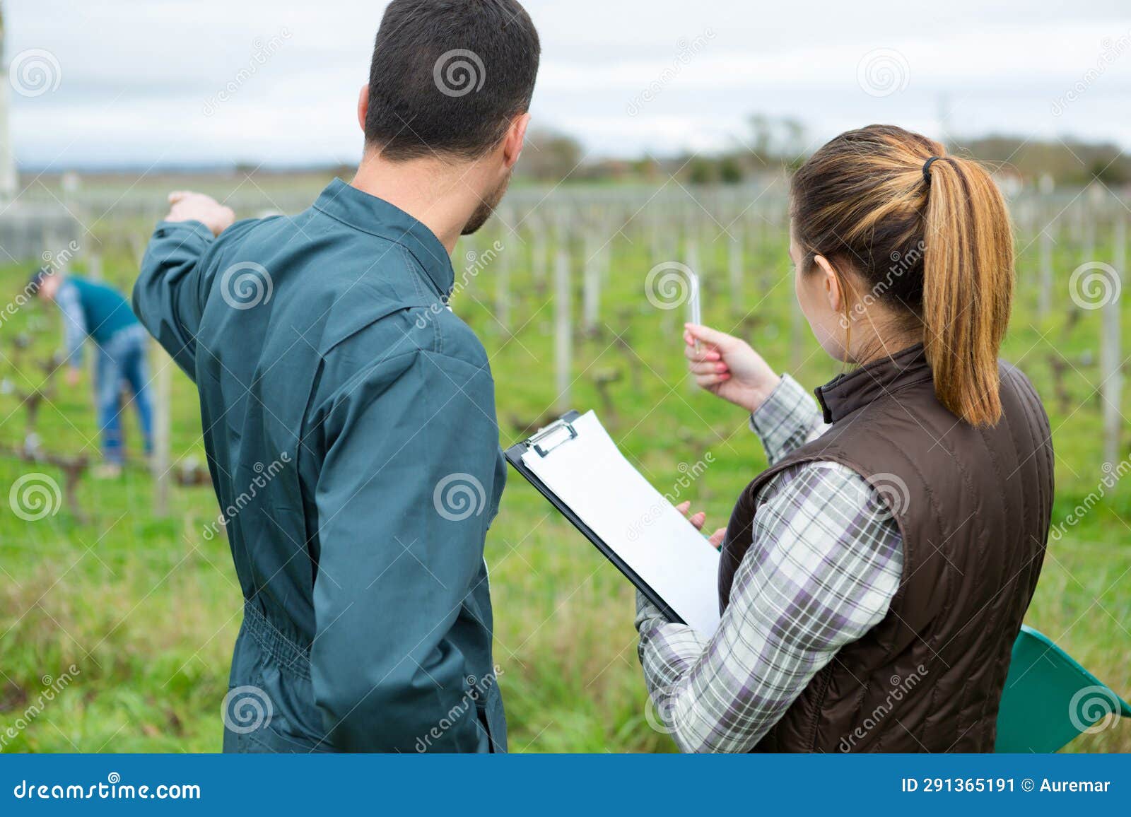 Two People Overseeing Work in Grapevines Stock Image - Image of couple ...