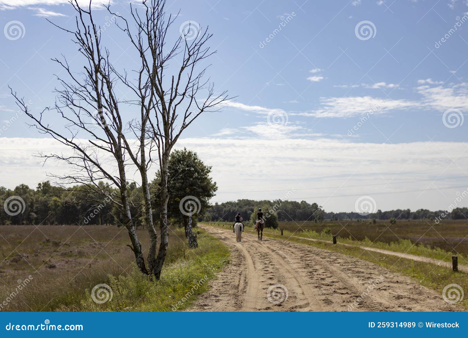 People Riding Horses on a Rural Road Stock Image - Image of stallion ...