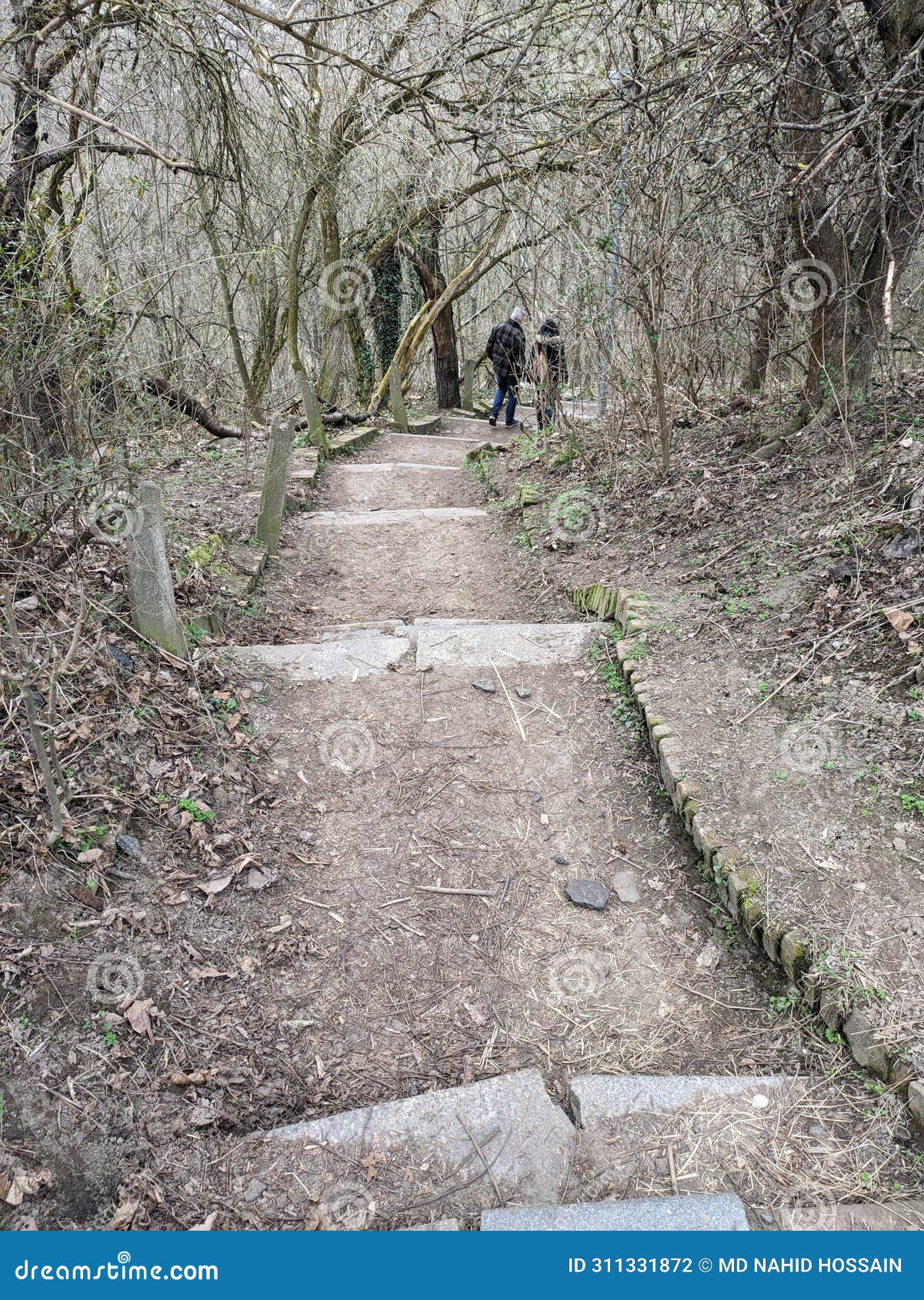 Two People Walking in the Forest among Lots of Trees Stock Photo ...