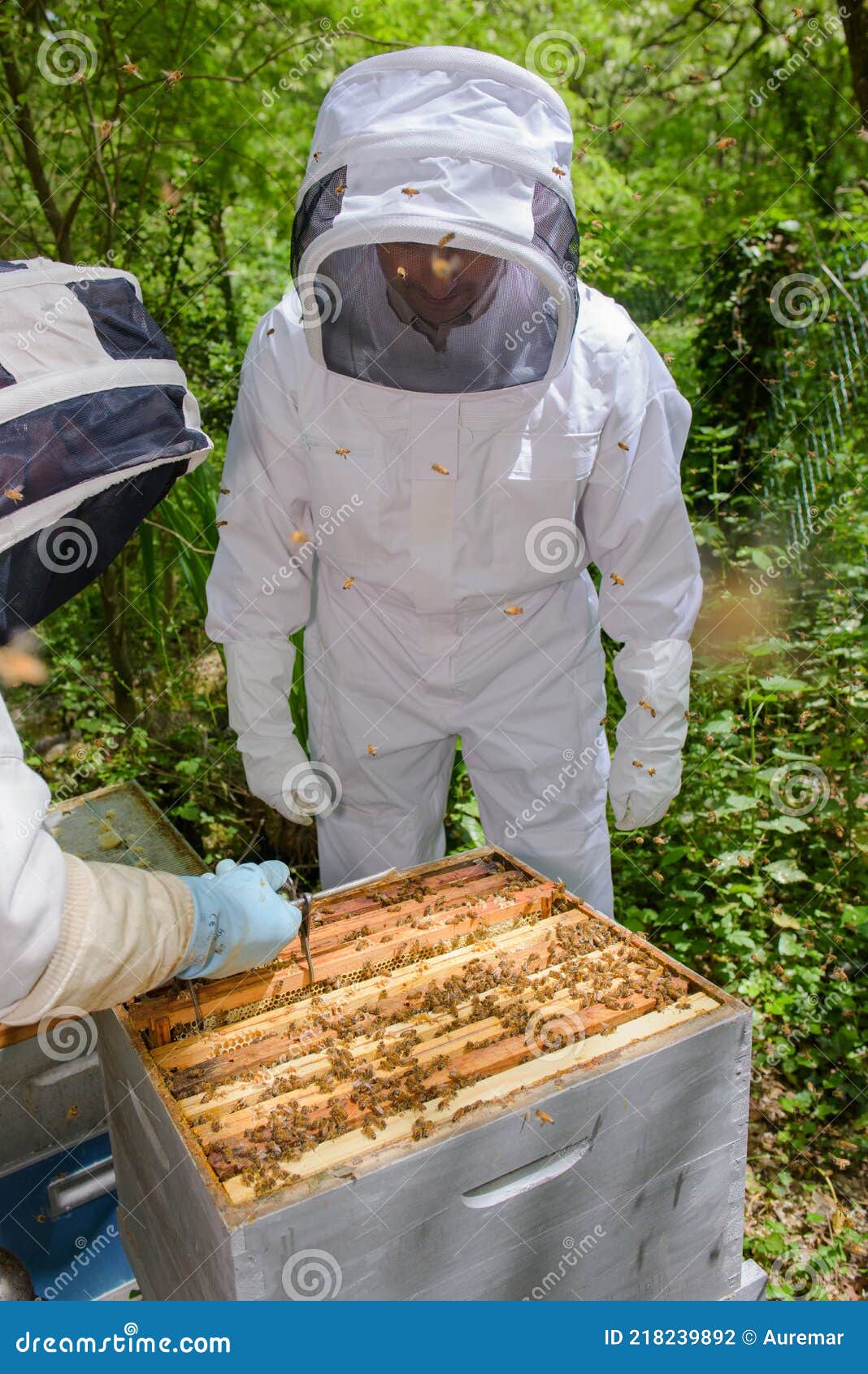 Two People Working on Beehive Stock Photo - Image of protection ...