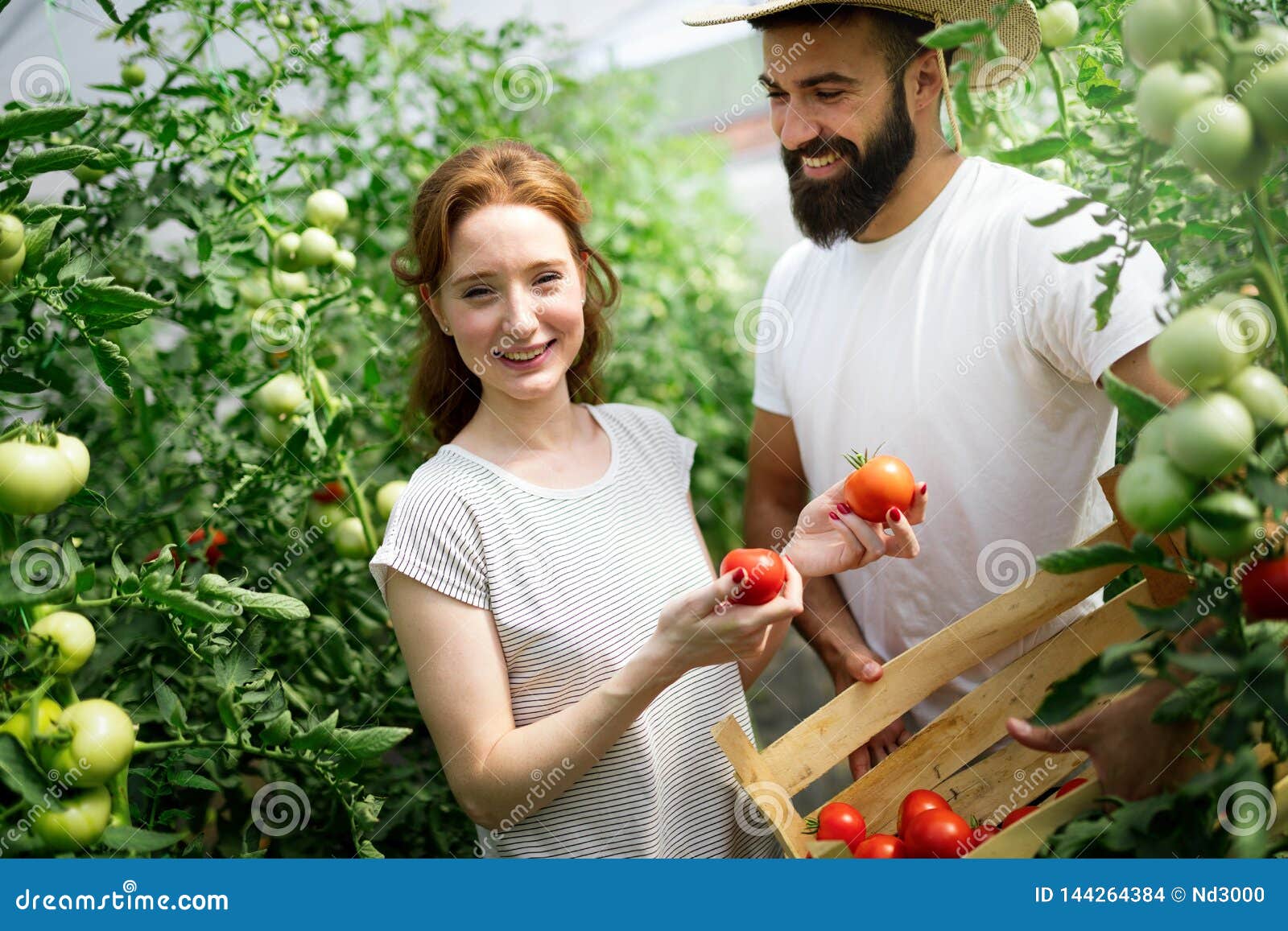Two People Working in a Greenhouse. Stock Photo - Image of gardening ...