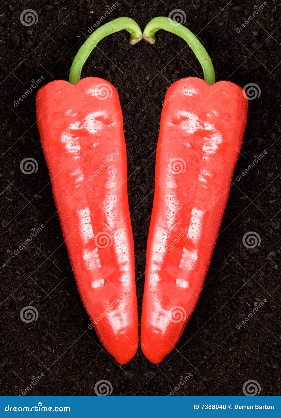 Two peppers stock photo. Image of green, garden, expression - 7388040