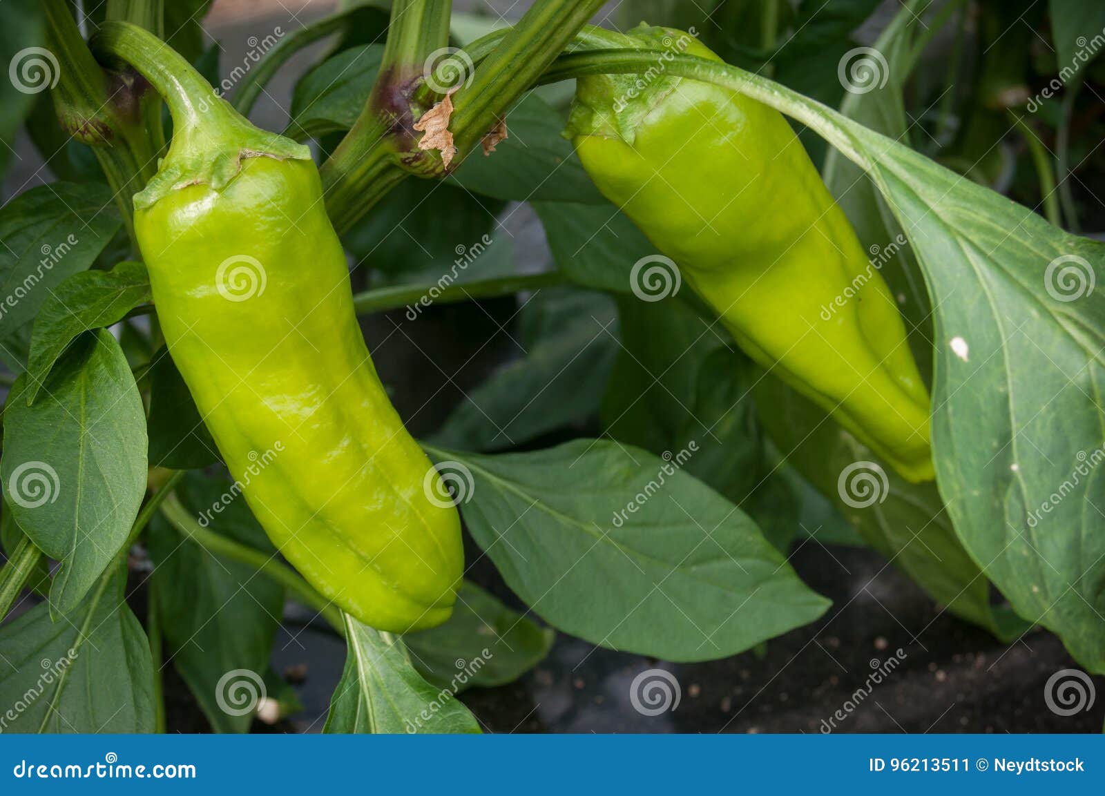 Two Peppers in a Green House Stock Image - Image of grow, closeup: 96213511