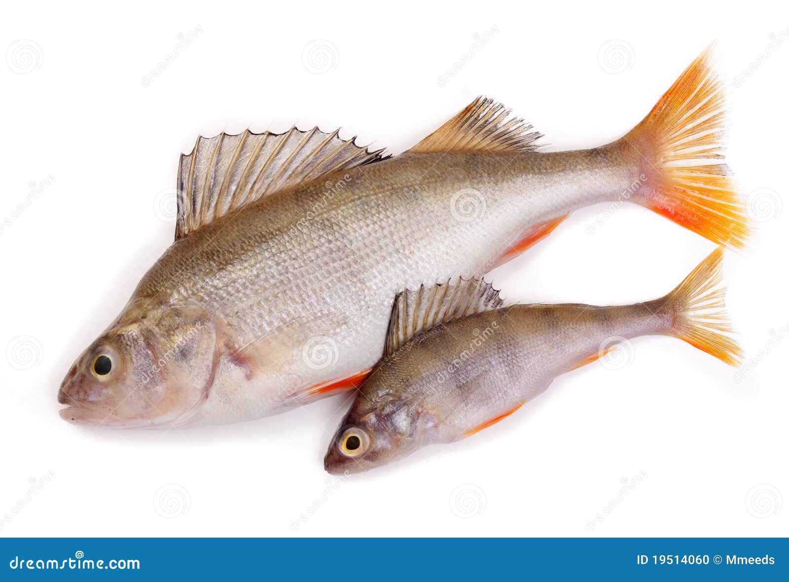 Two perch stock photo. Image of isolated, perch, healthy - 19514060