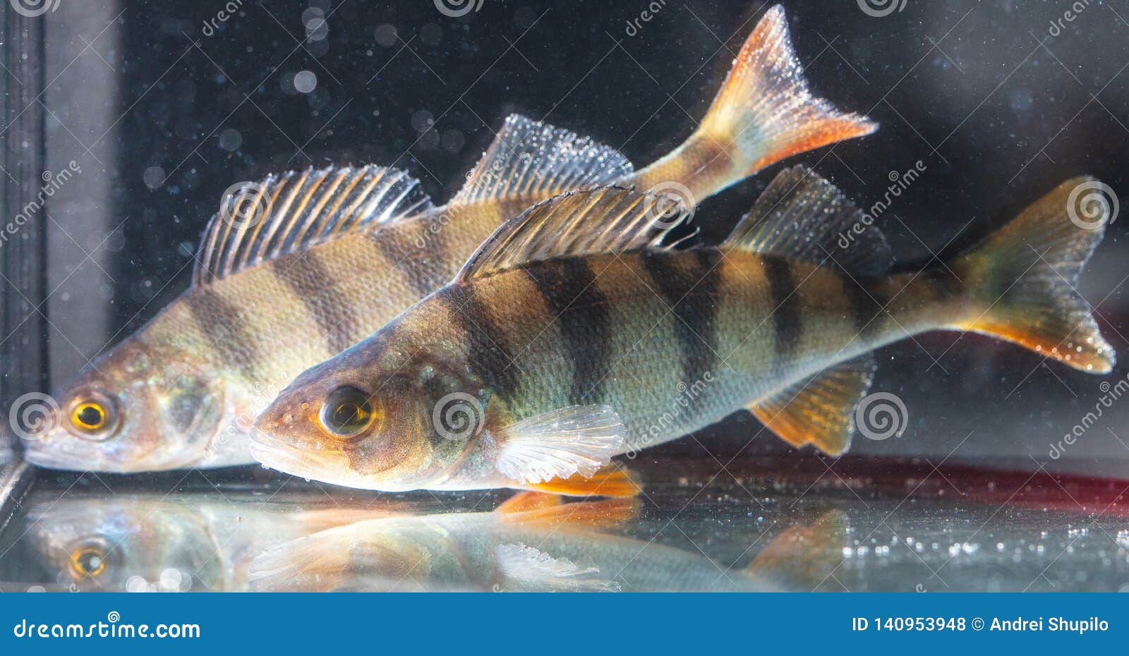Two Perch Swim in the Aquarium Stock Photo - Image of underwater, perch ...