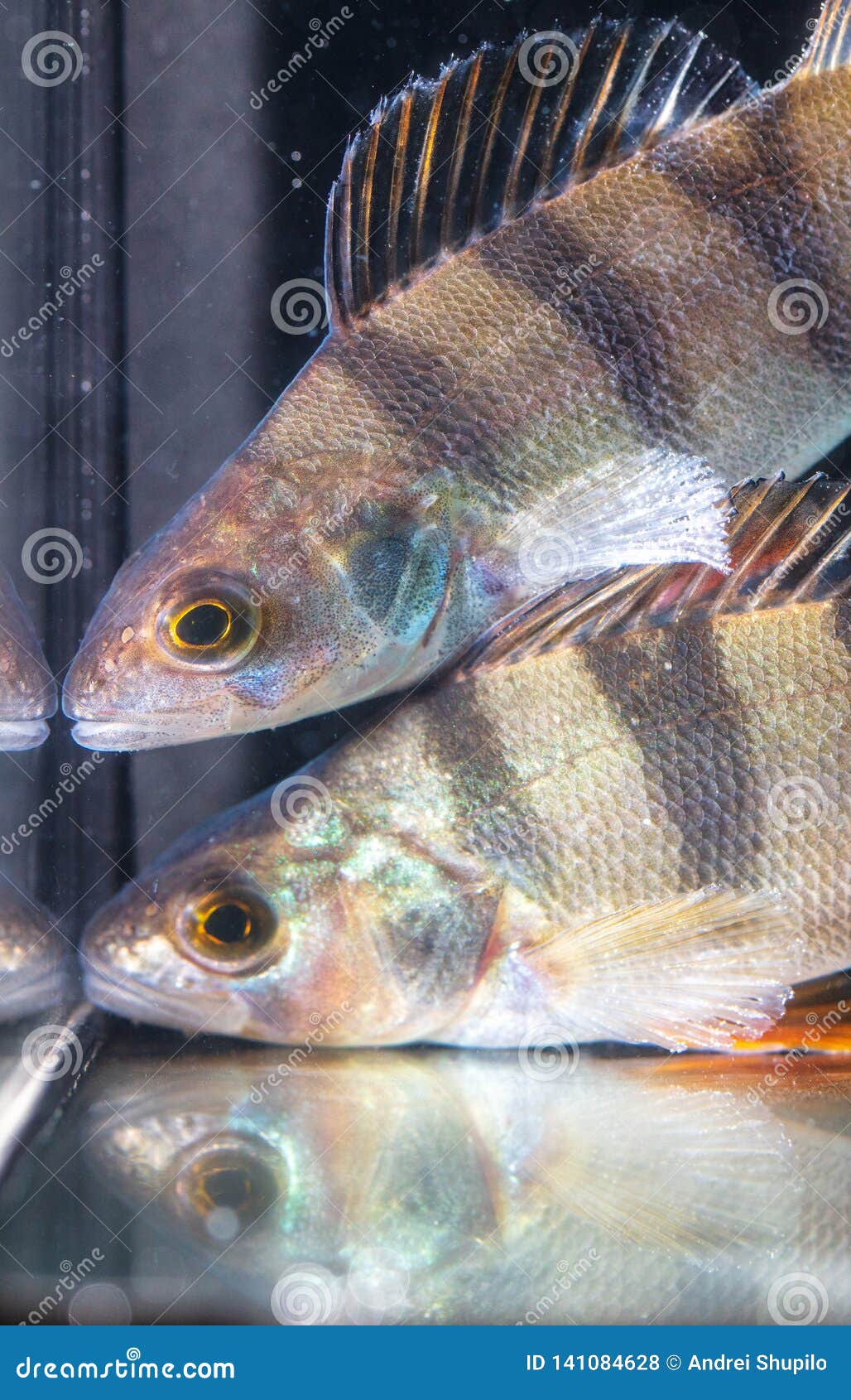Two Perch Swim in the Aquarium Stock Photo - Image of food, animal ...