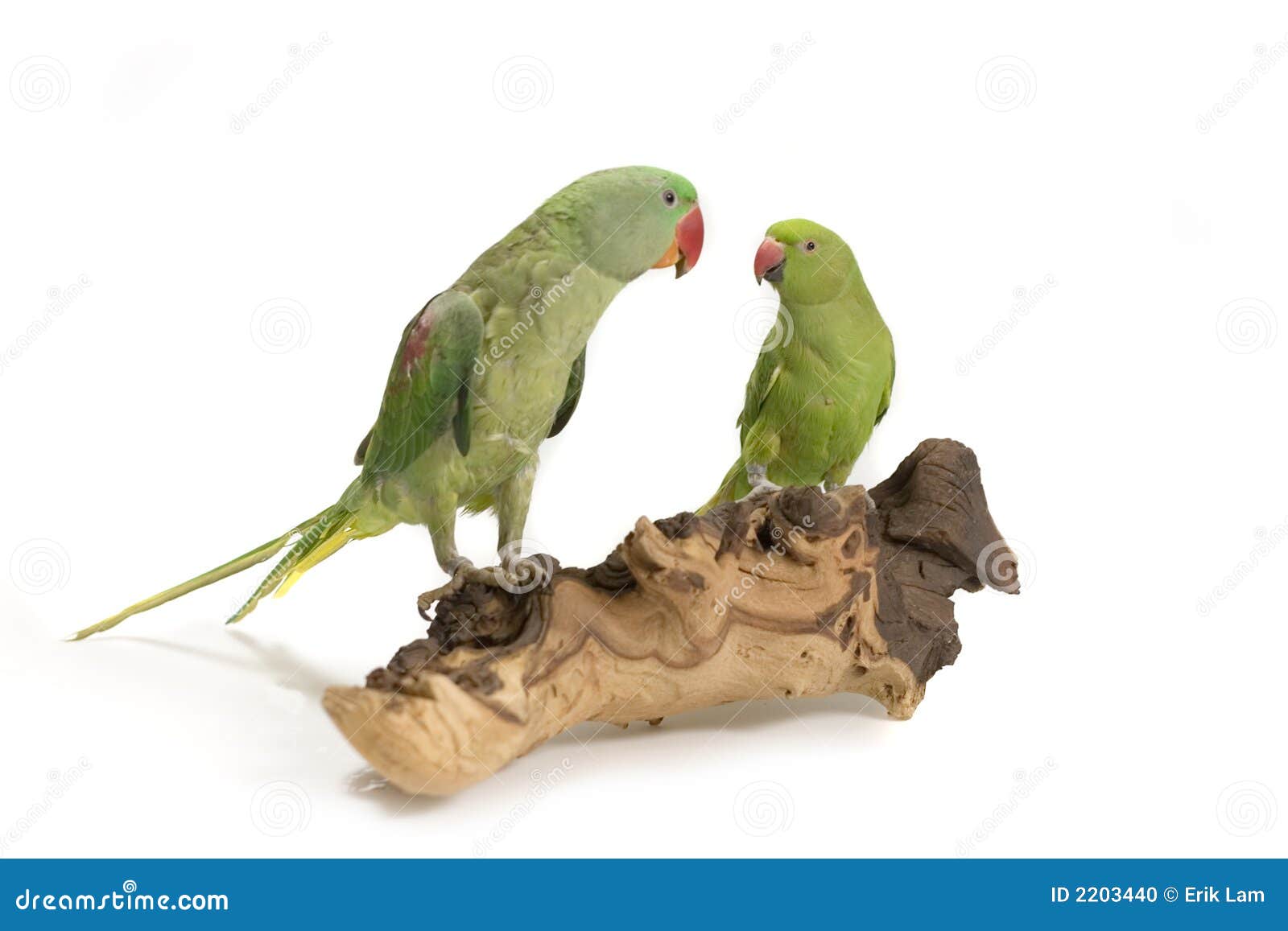 Two Perched Green Parakeets Stock Photo - Image of perched, isolated ...