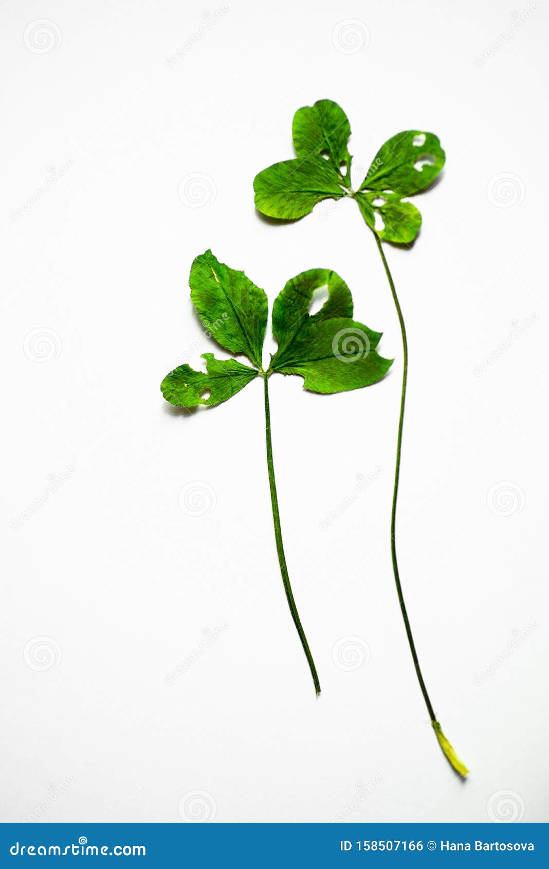 Two cloverleaf on white. stock photo. Image of flora - 158507166
