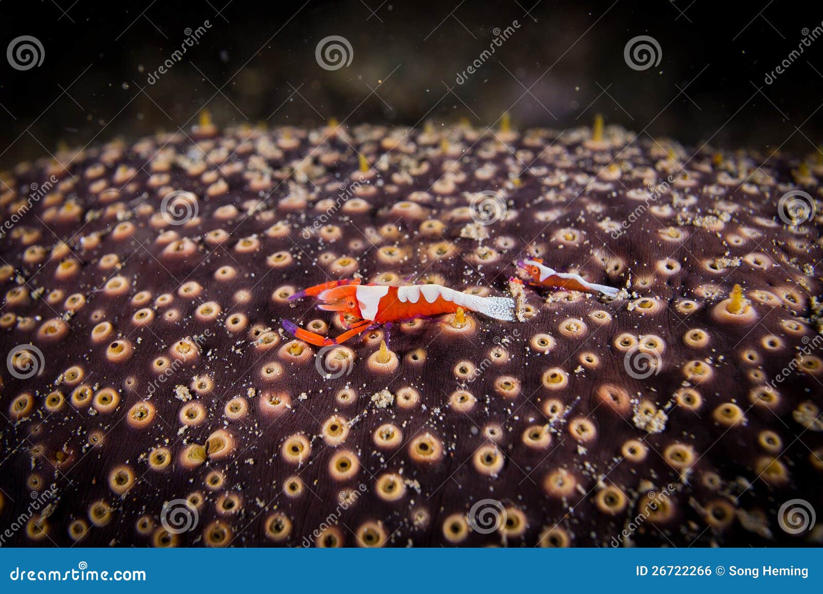 Two Periclimenes Imperator Emperor Shrimp Stock Photo - Image of ...
