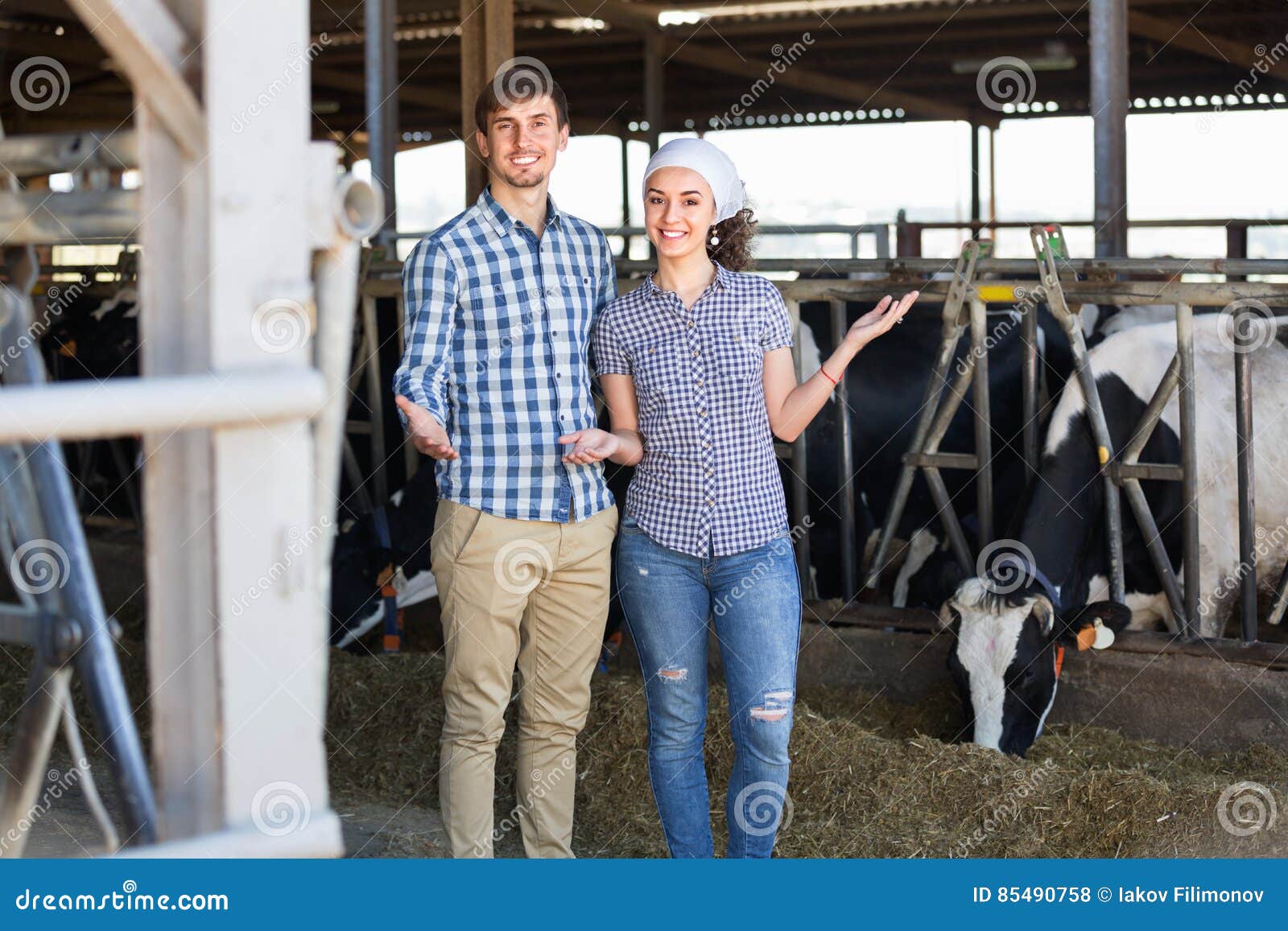 Two Persons Clapping Cows in Hangar and Smiling Stock Photo - Image of ...