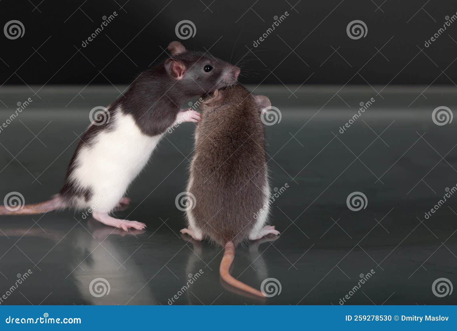 Two pet baby rats stock photo. Image of fluffy, reflection - 259278530