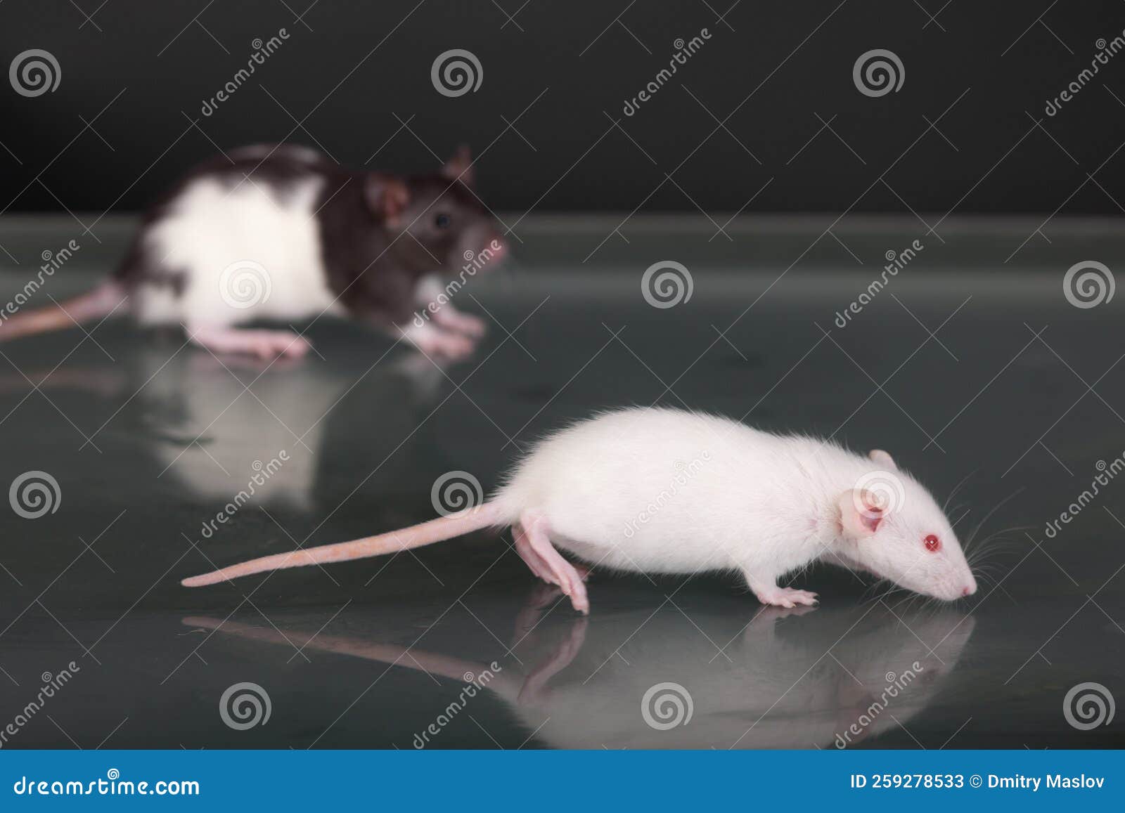 Two Pet Baby Rats on a Glass Table Stock Image - Image of small ...