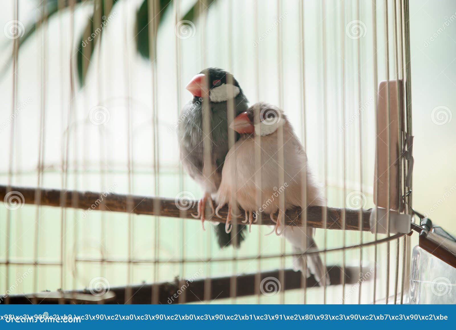 Two pet birds in a cage, stock image. Image of couple - 222318535