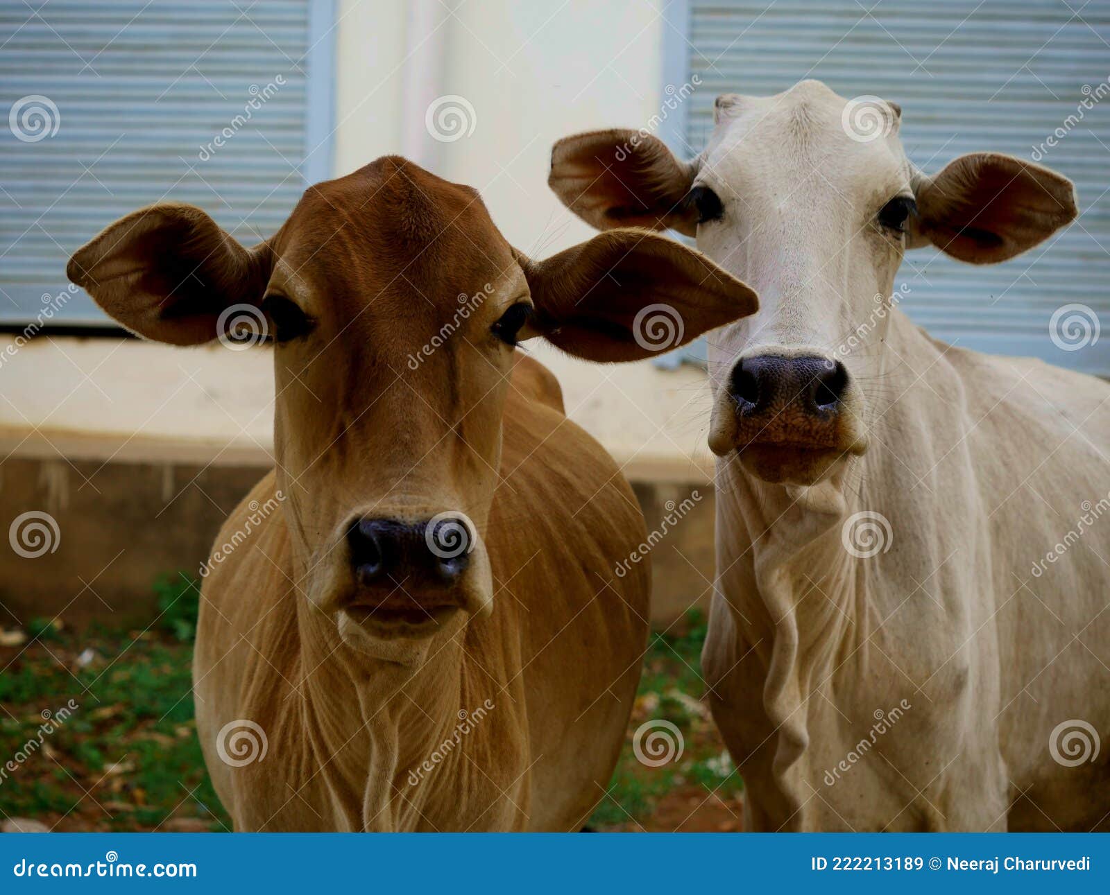 Two Cow Standing Together with Friendly Presentation Stock Image ...
