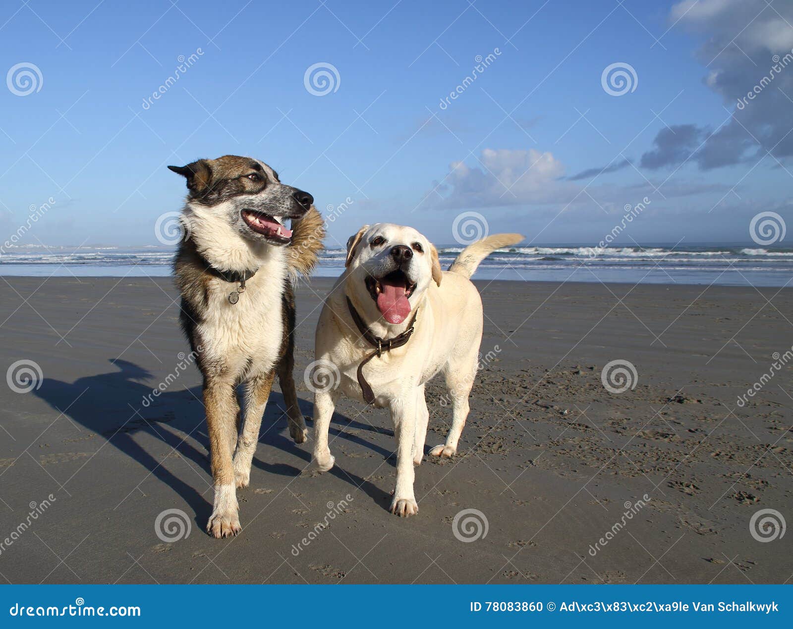 Two pet dogs on the beach stock photo. Image of beach - 78083860