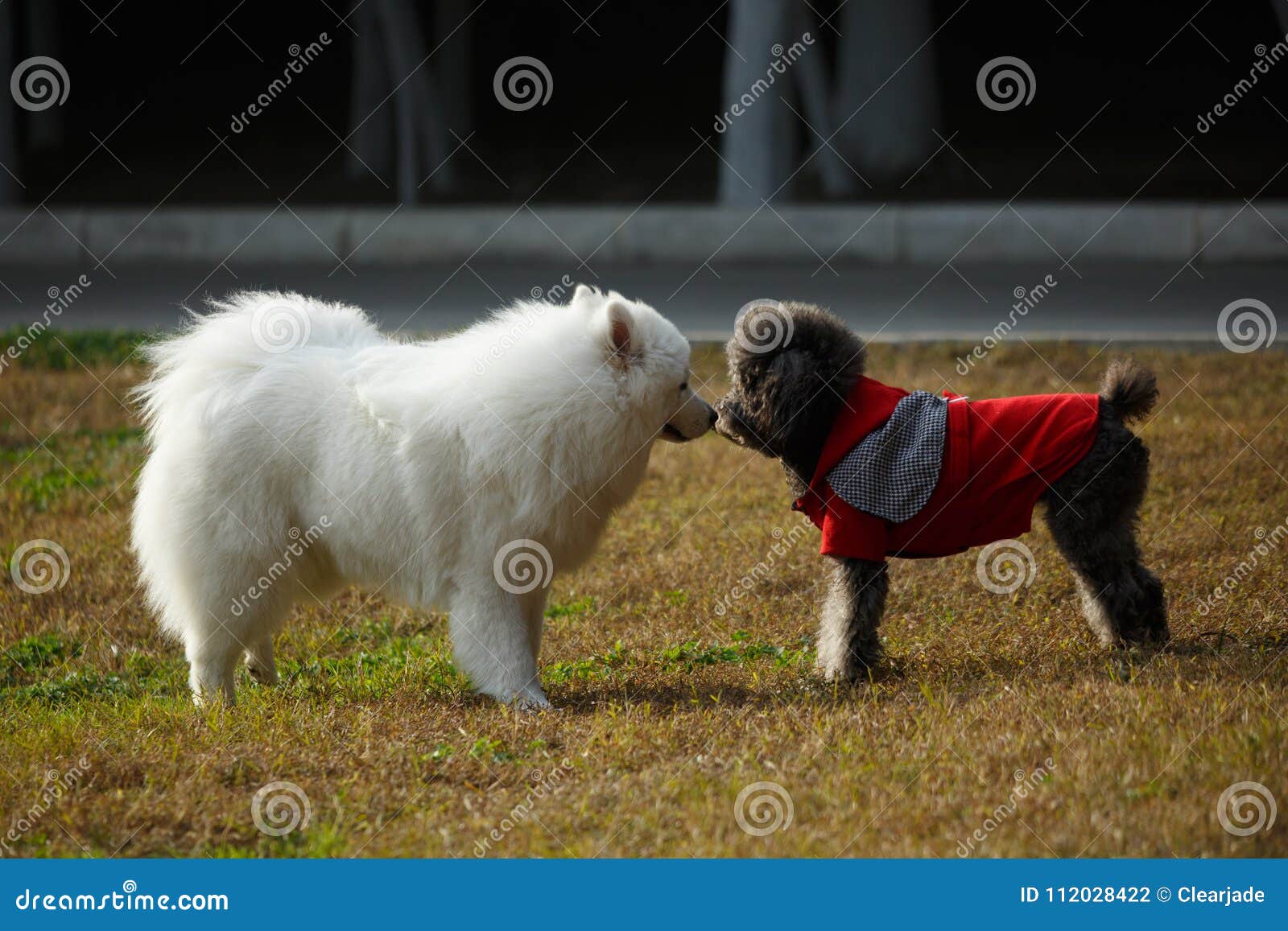 Two pet dogs stock photo. Image of lawn, winter, brown - 112028422