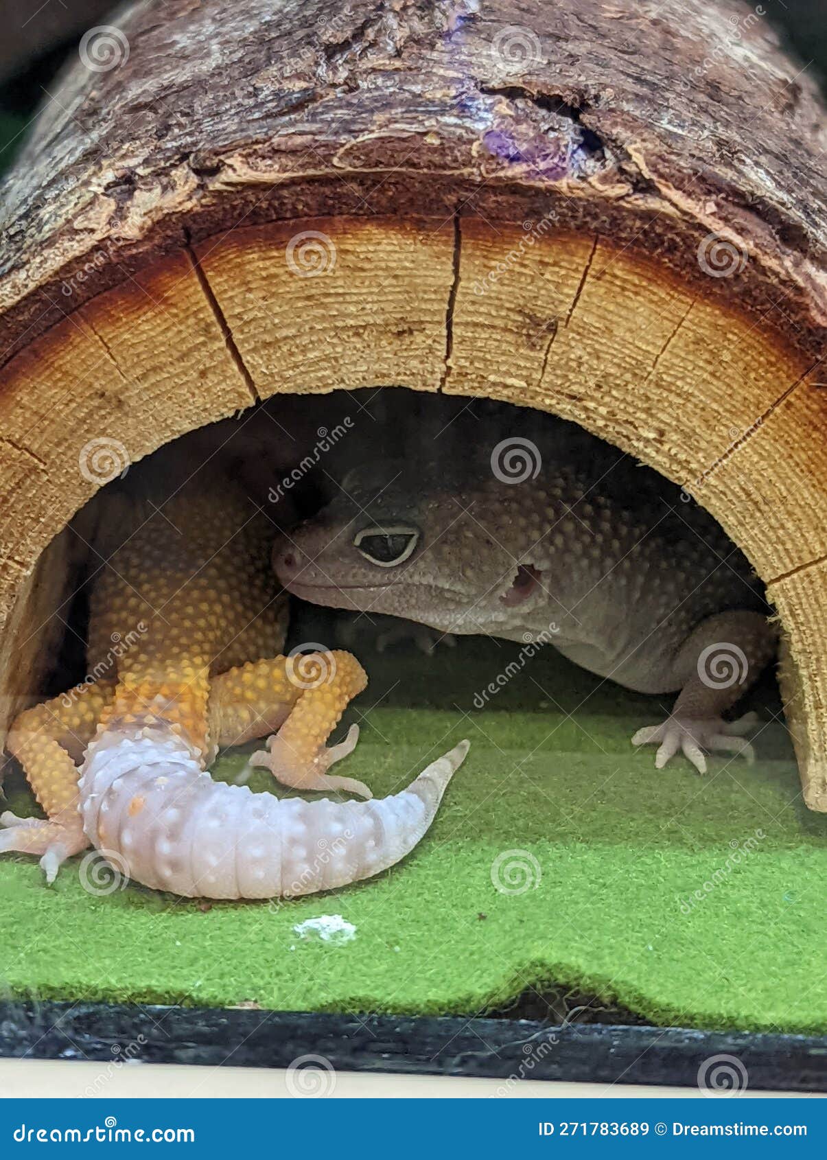Two Pet Geckos Under Hide in Enclosure Stock Image - Image of crocodile ...