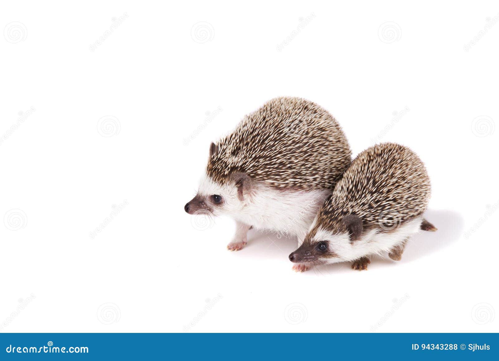 Two pet hedgehogs stock photo. Image of insectivor, isolated - 94343288