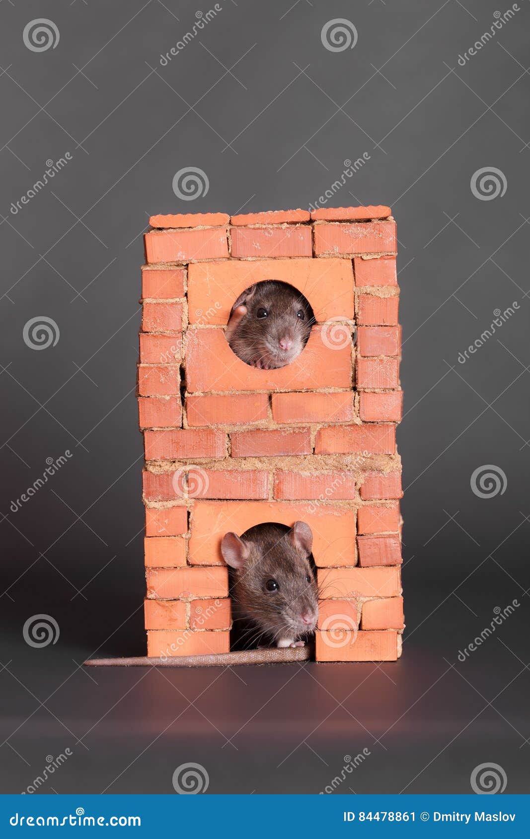 Two pet rats stock image. Image of nose, mammal, domestic - 84478861