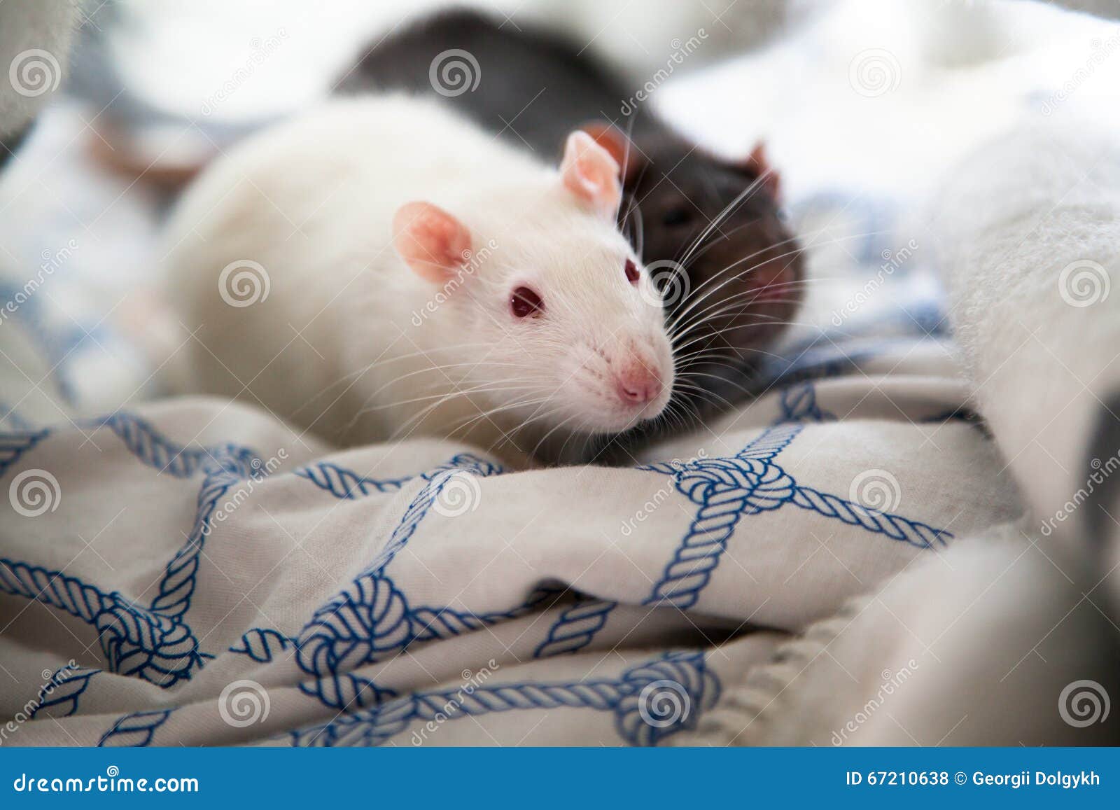 Two pet rats stock photo. Image of hair, pets, cozy, pillow - 67210638