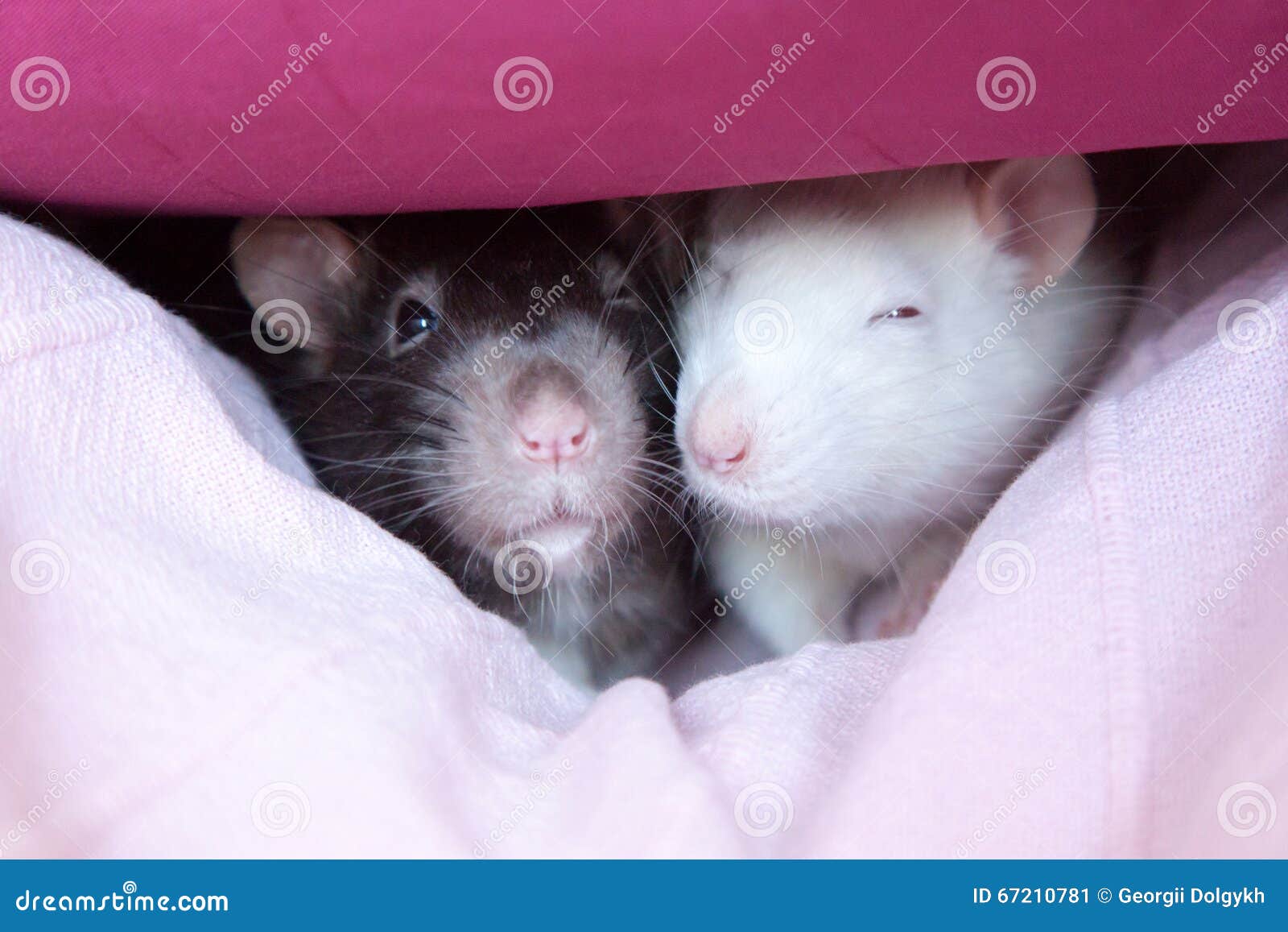 Two pet rats stock image. Image of rats, nose, tail, soft - 67210781