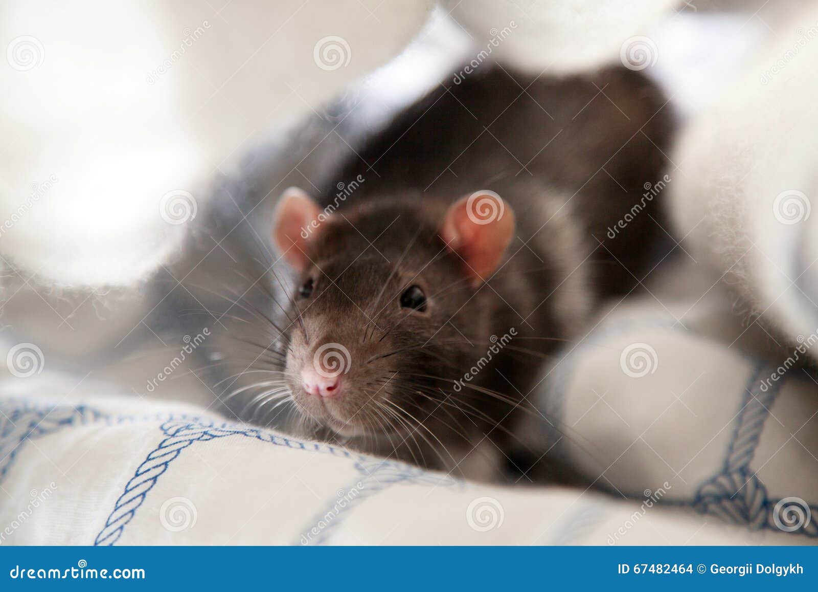 Two pet rats stock photo. Image of cage, background, pillow - 67482464
