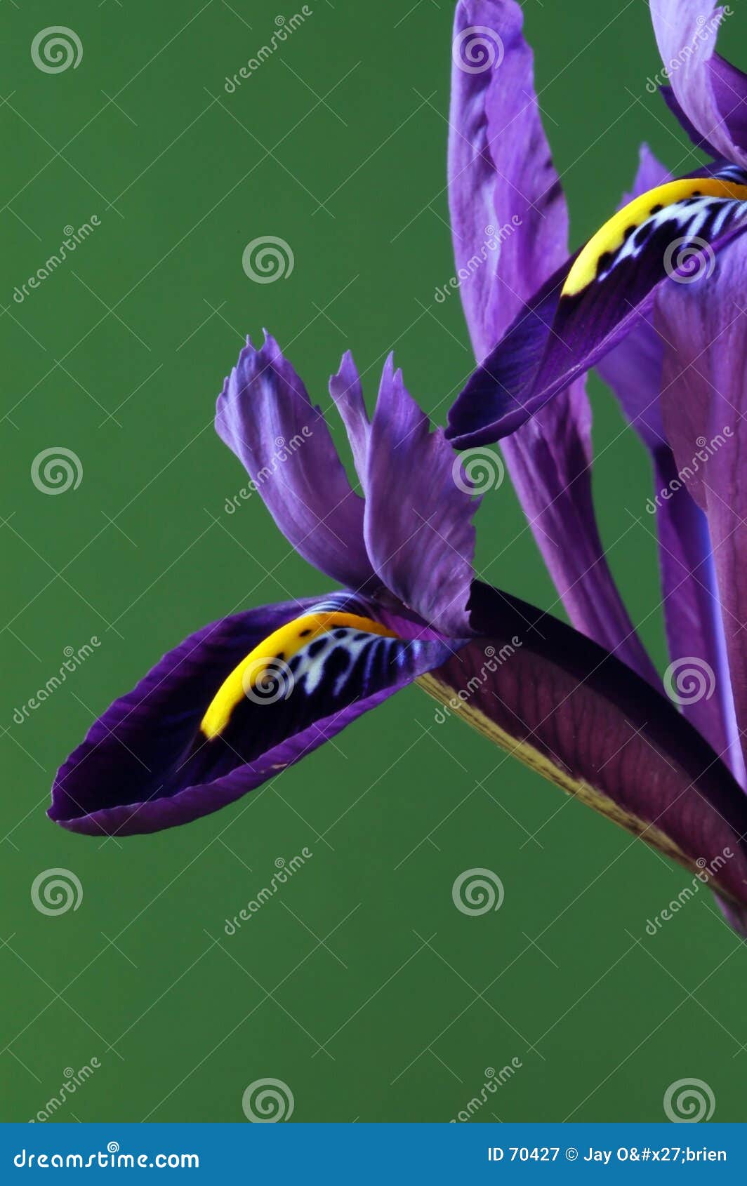Two petals stock image. Image of wildflowers, fall, purple - 70427