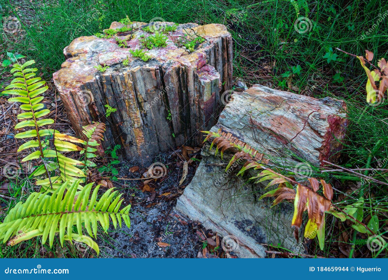 Two Petrified Wood Tree Stumps in Forest, Fossilized Tree Stock Photo ...