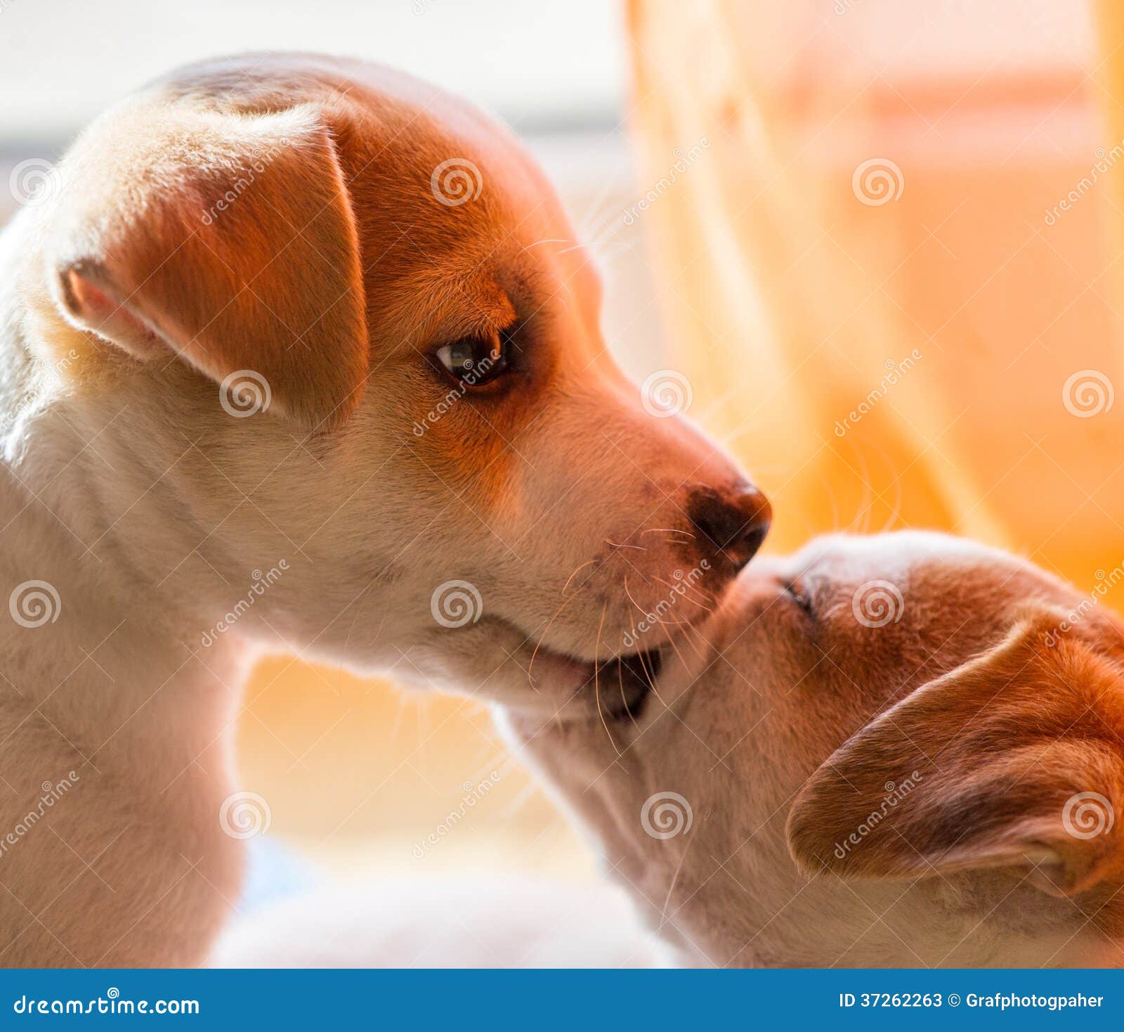 Two pets stock image. Image of puppy, terrier, pets, brown - 37262263
