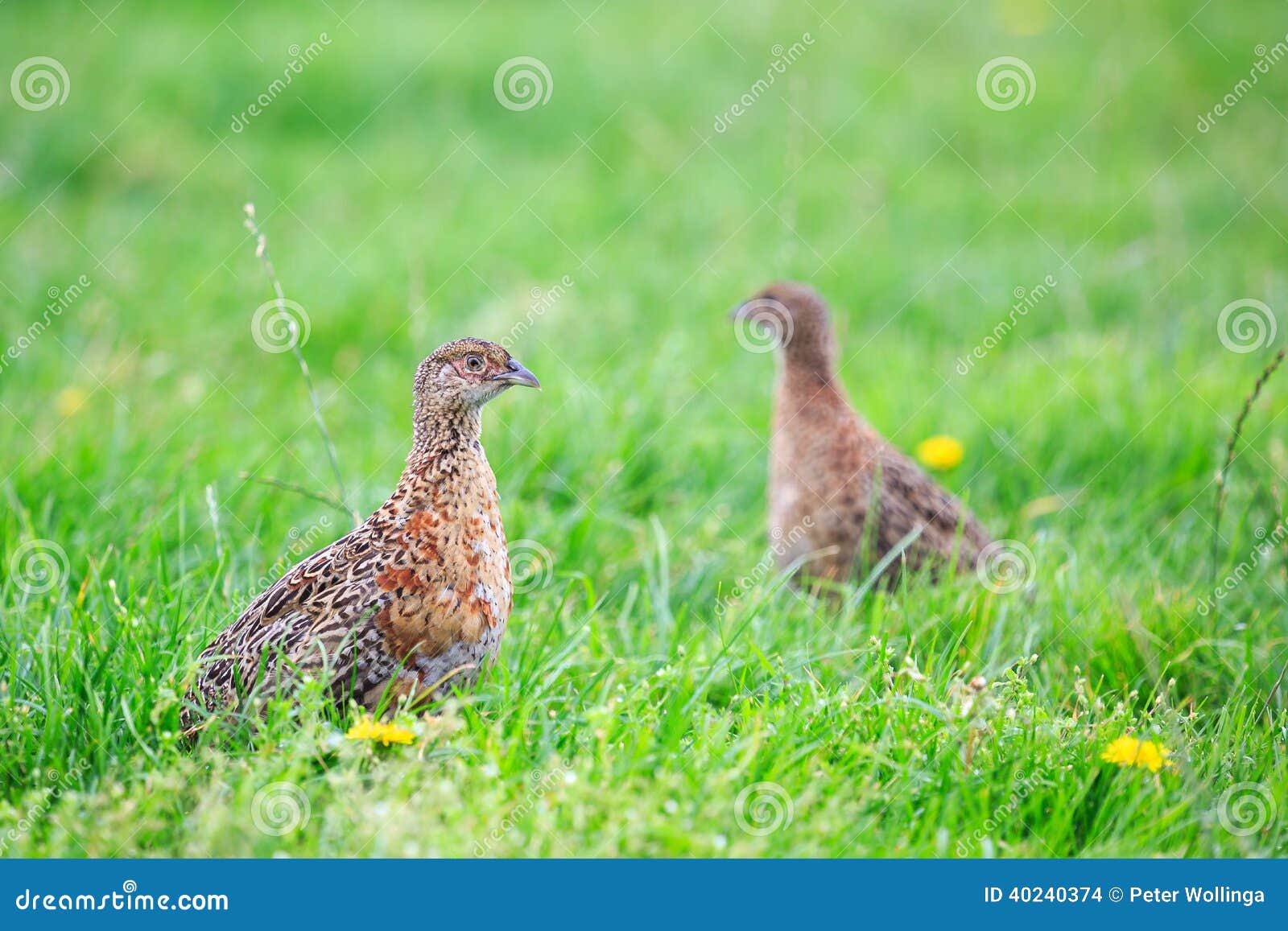 Two Pheasant Female Bird Standing in Grassland Stock Photo - Image of ...