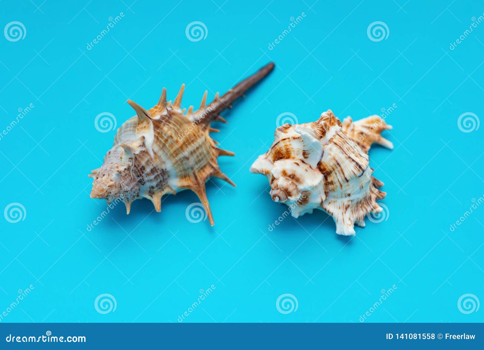 Conch Shells on a Blue Background Stock Photo - Image of mollusc, conch ...
