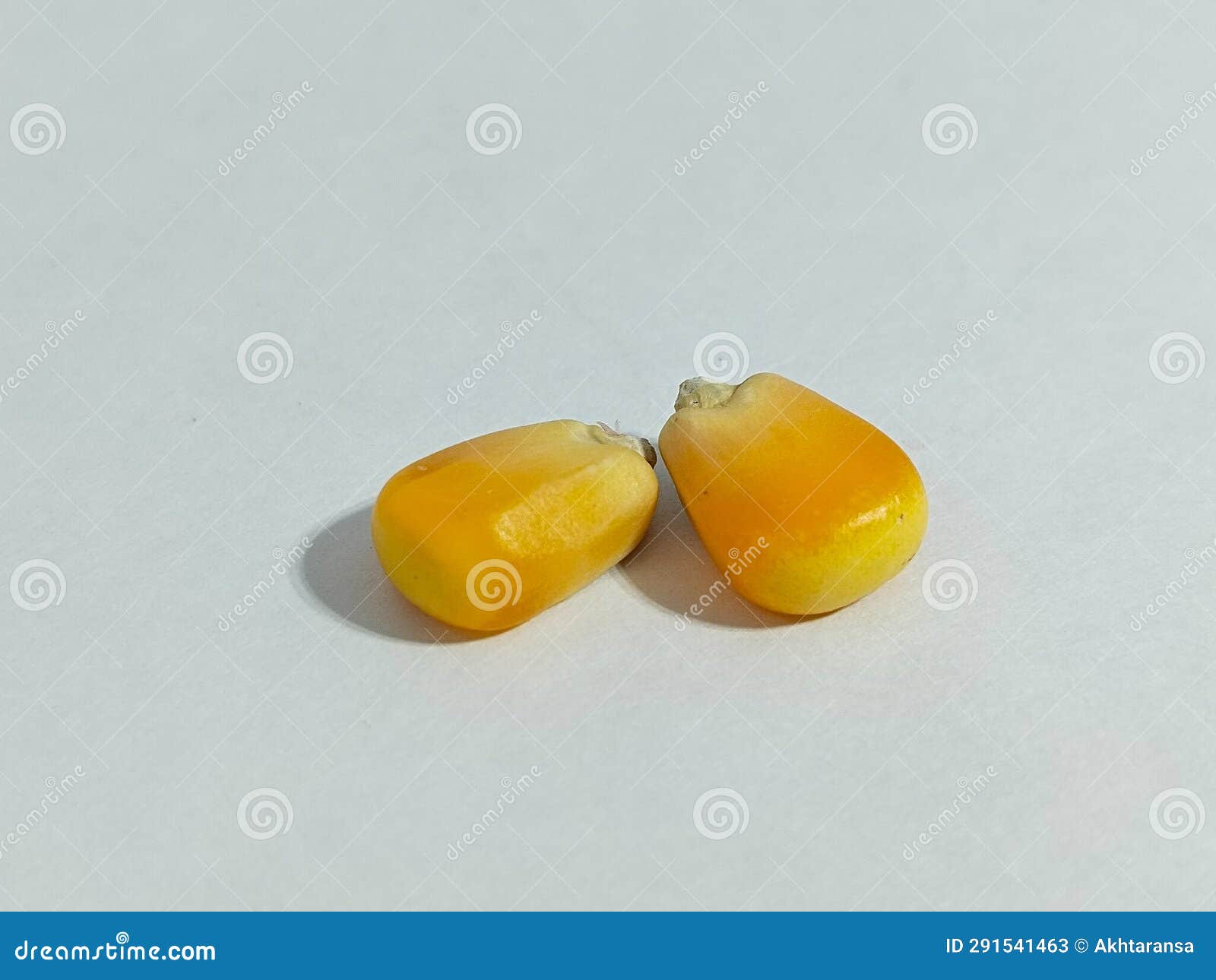 Two Pieces of Corn Seed Isolated on White Background Stock Image ...