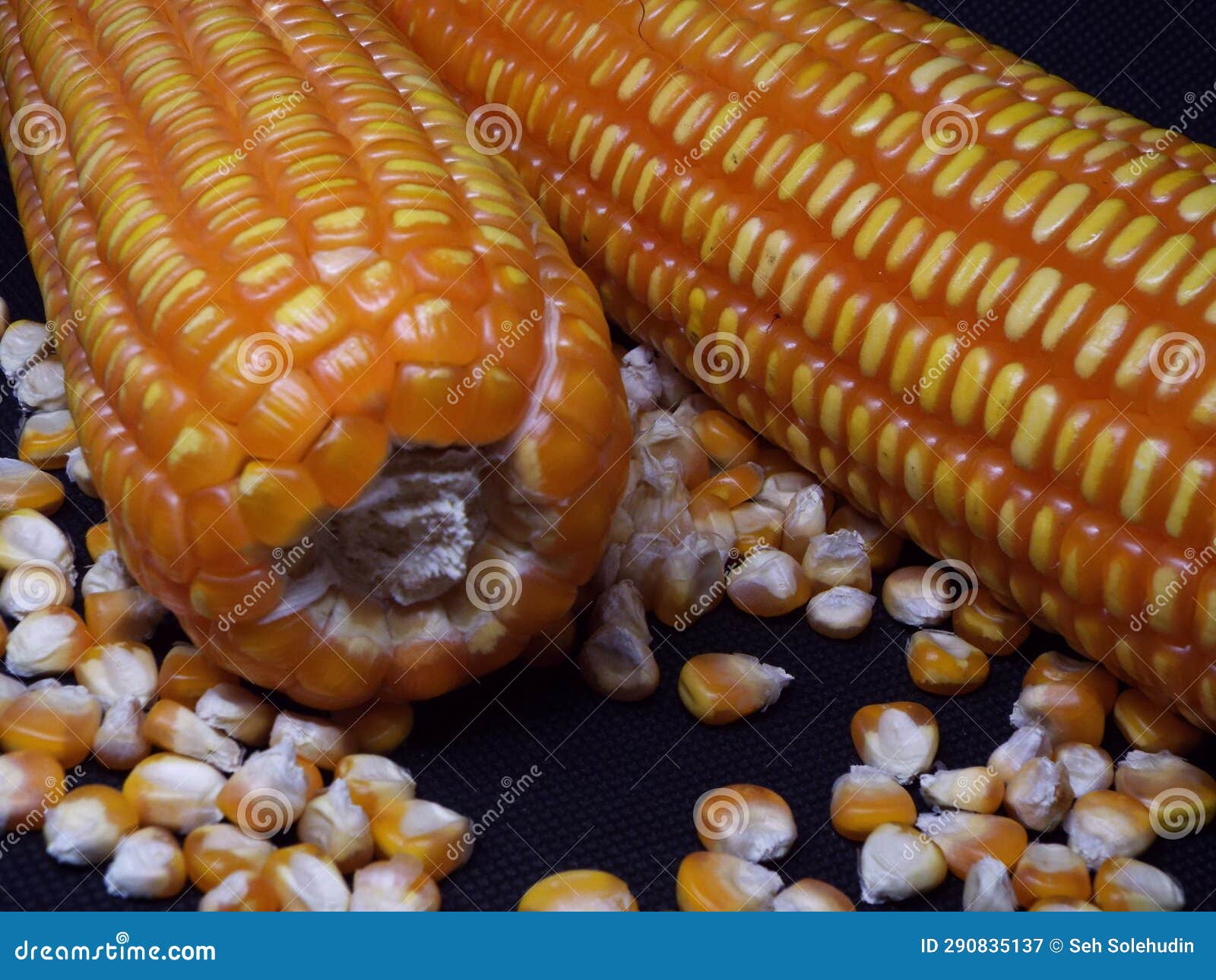 Two Pieces of Corn and Their Scattered Grains Stock Image - Image of ...