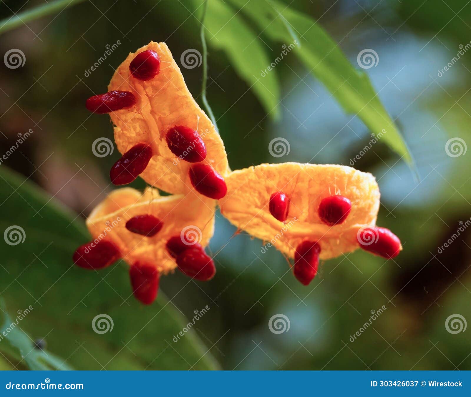 Two Pieces of Fruit Hang from a Green Leafy Plant Stock Image - Image ...