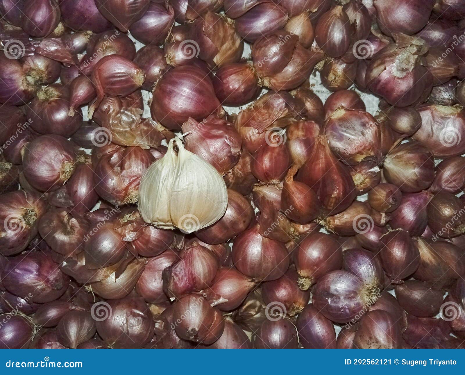 Two Pieces of Garlic between a Spread of Shallots Stock Image - Image ...