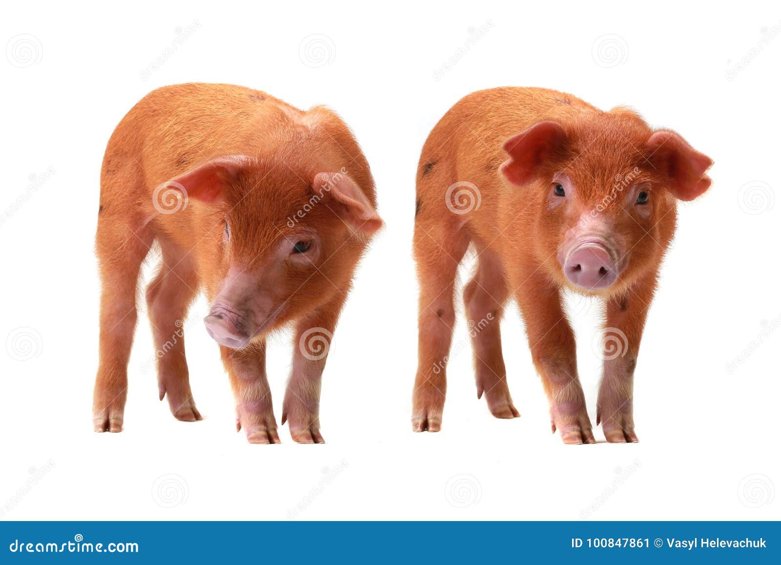Two pig stock image. Image of studio, pork, front, tail - 100847861