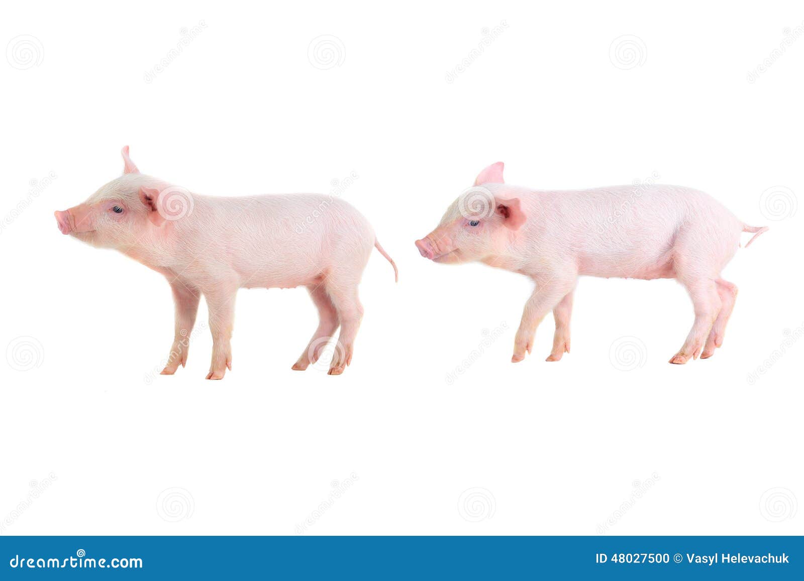 Two pig stock photo. Image of agriculture, livestock - 48027500
