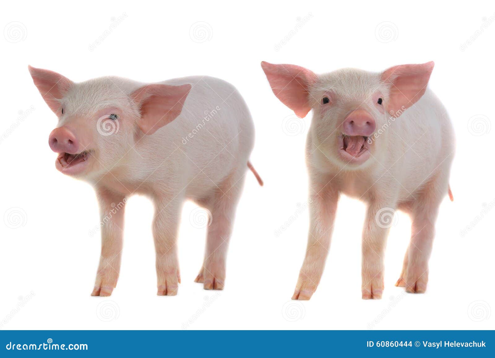 Two pig stock photo. Image of white, meat, wild, front - 60860444