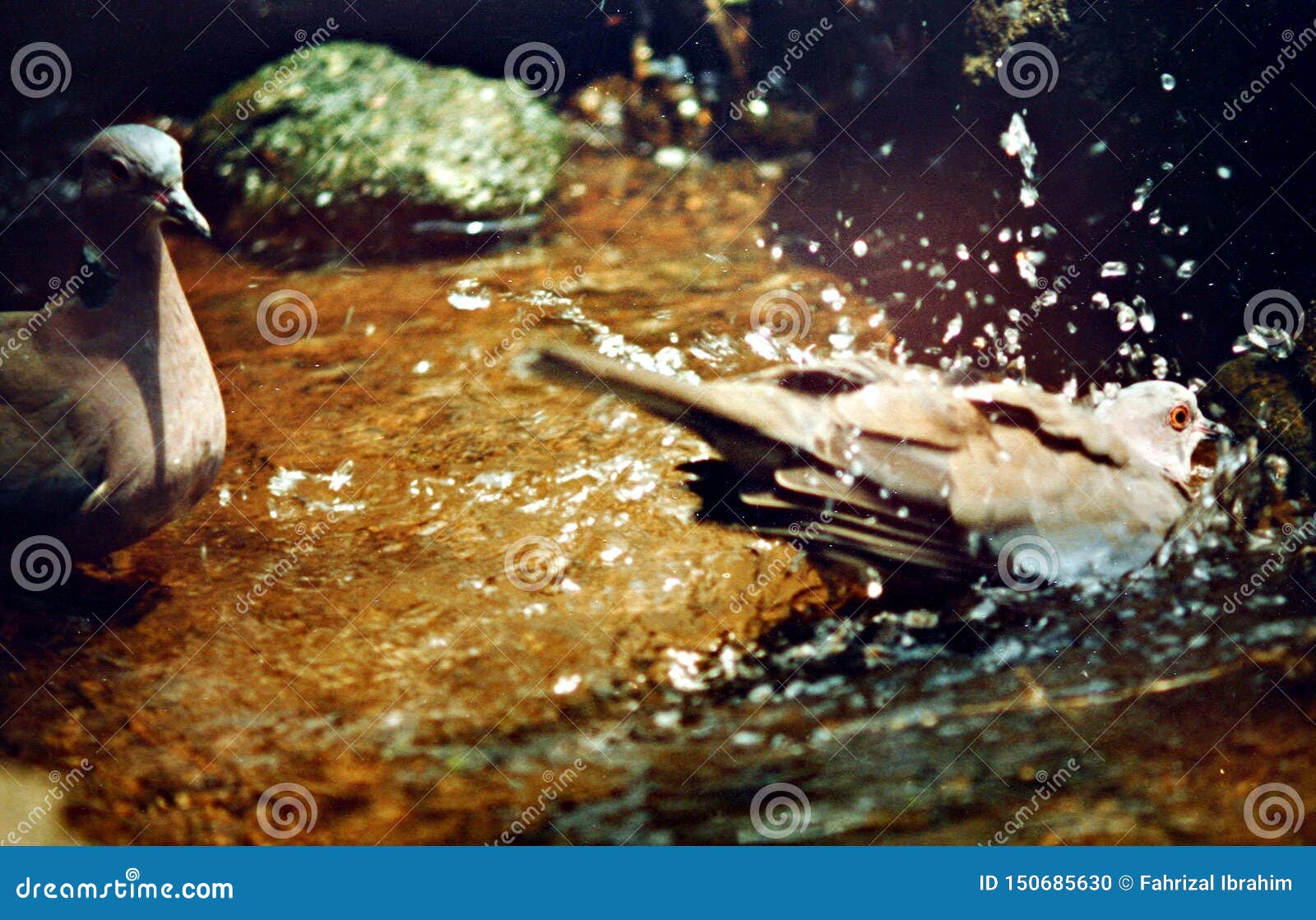 Two Pigeon bathing stock photo. Image of wild, pond - 150685630
