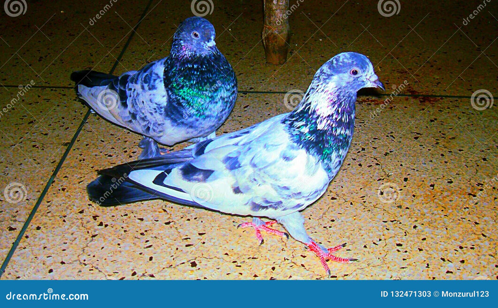 Two pigeon bird stock image. Image of animal, color - 132471303